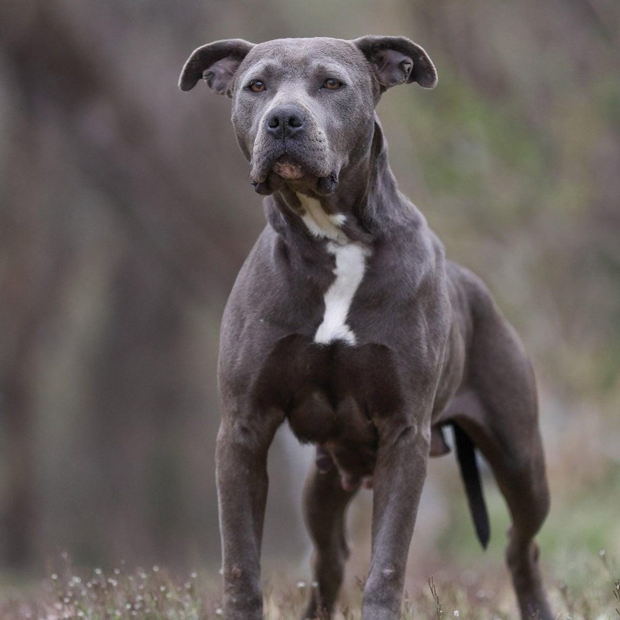 Dog for adoption - Luna, a Staffordshire Bull Terrier in Kutztown, PA ...