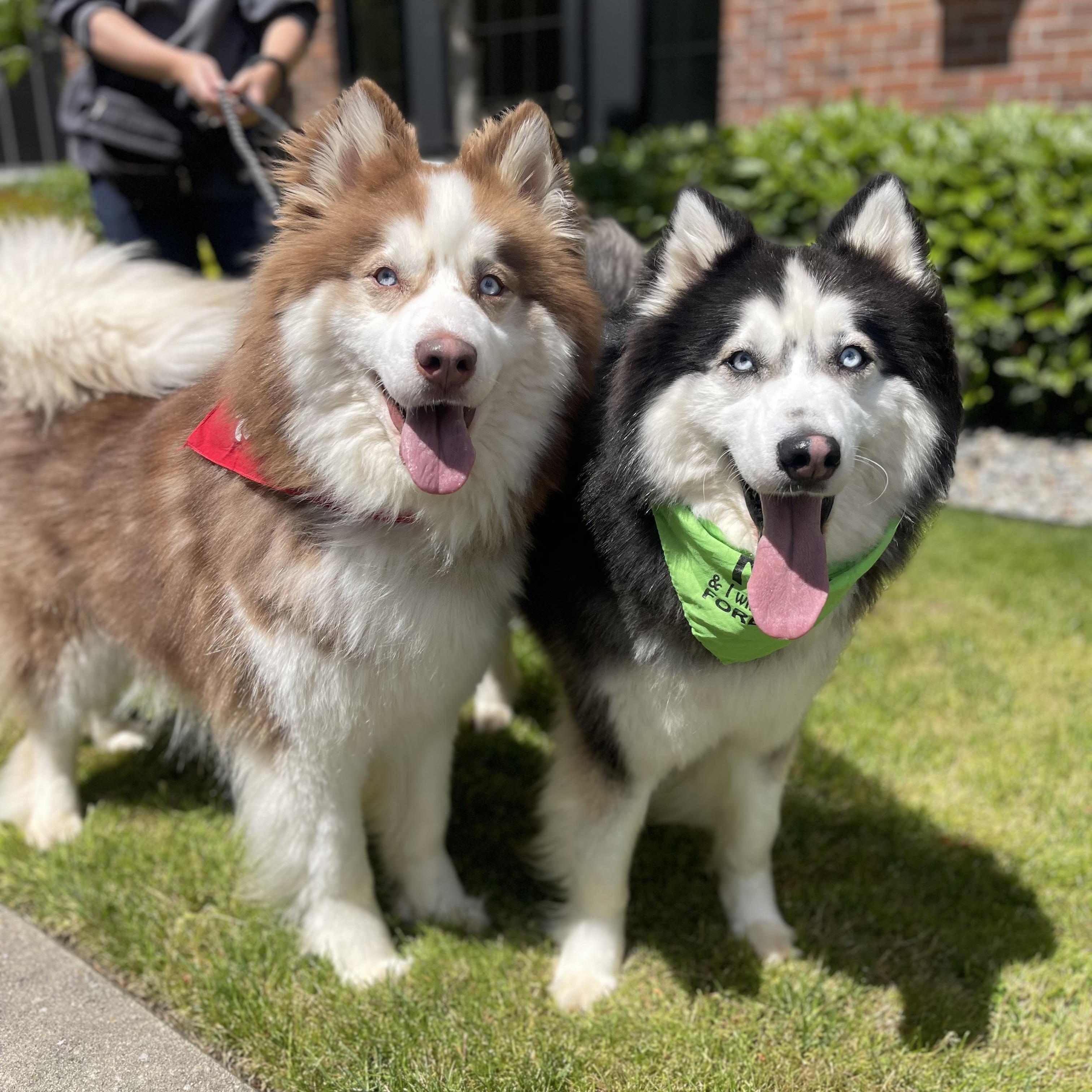 Dog for adoption - Chevy and Harley (Bonded pair), an Alaskan Malamute ...