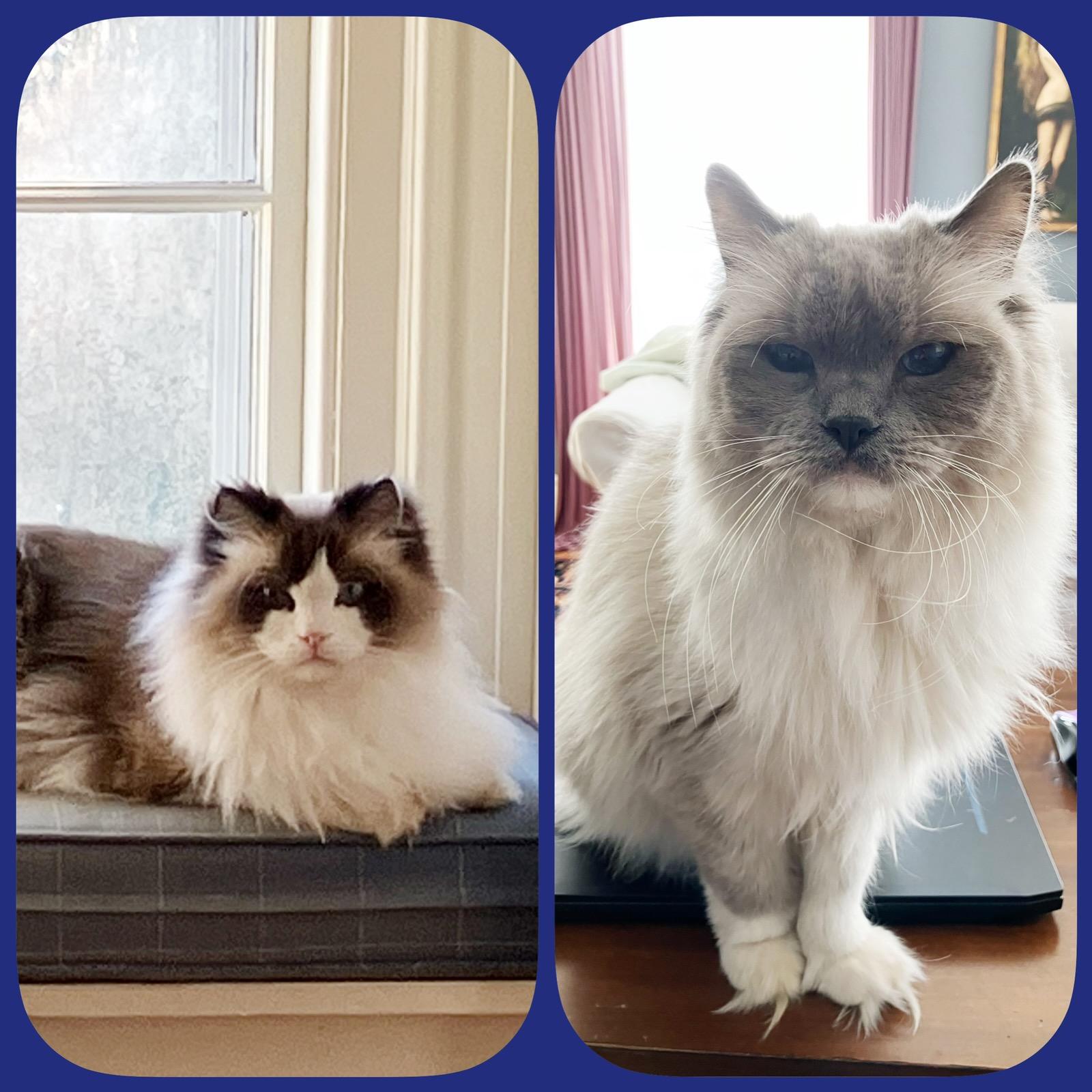 Cat for adoption - Maxwell & William, a Ragdoll in Salem, MA | Petfinder