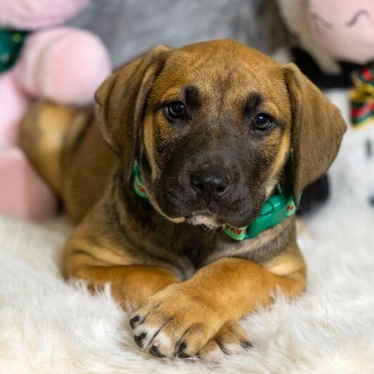 Dog for adoption - Paris Pretty and Proper, a Labrador Retriever ...