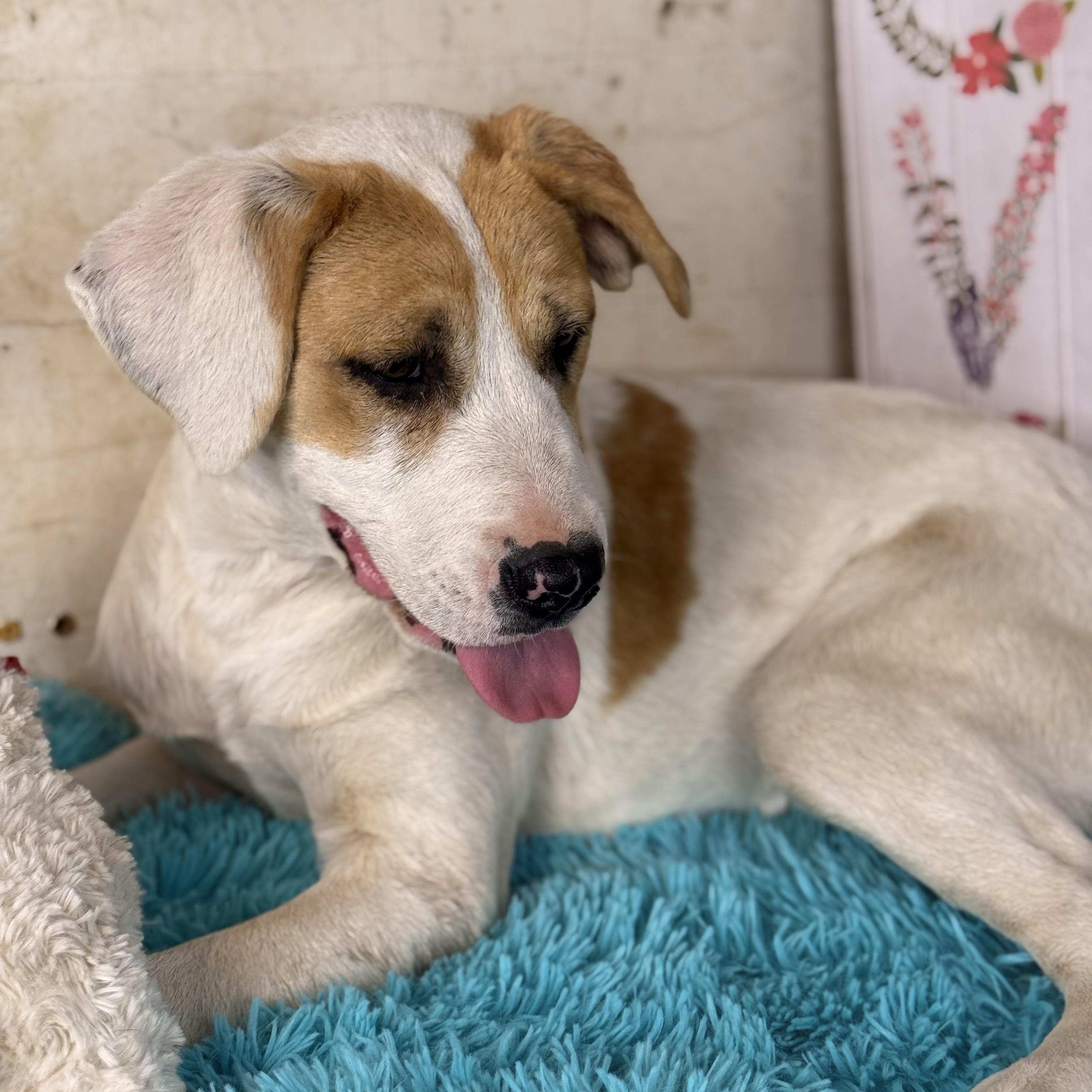 Dog for adoption - Odette $150 sponsored, a Coonhound & Labrador ...