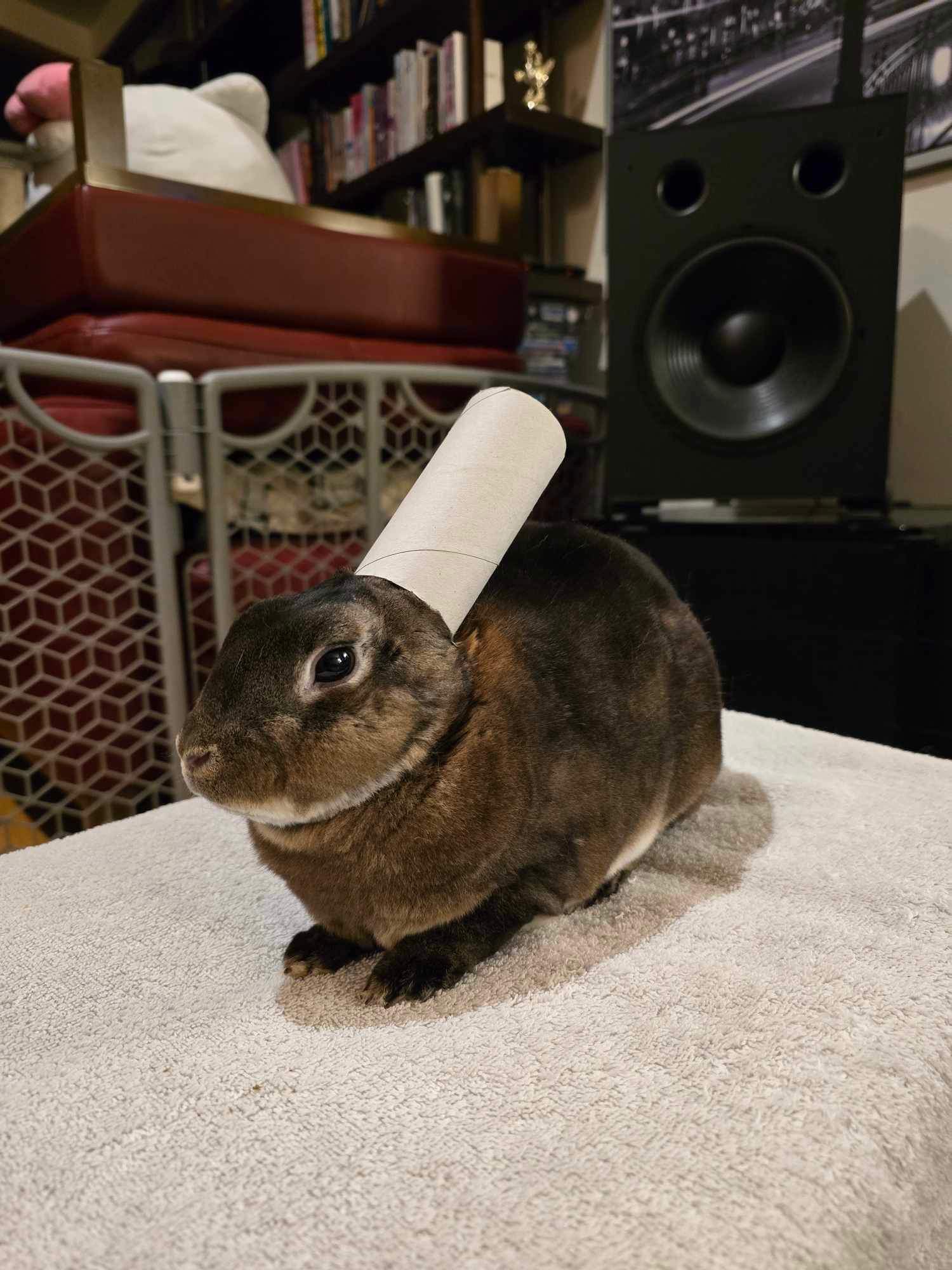 Rabbit for adoption - Guinness, a Mini Rex in Ottawa, ON | Petfinder