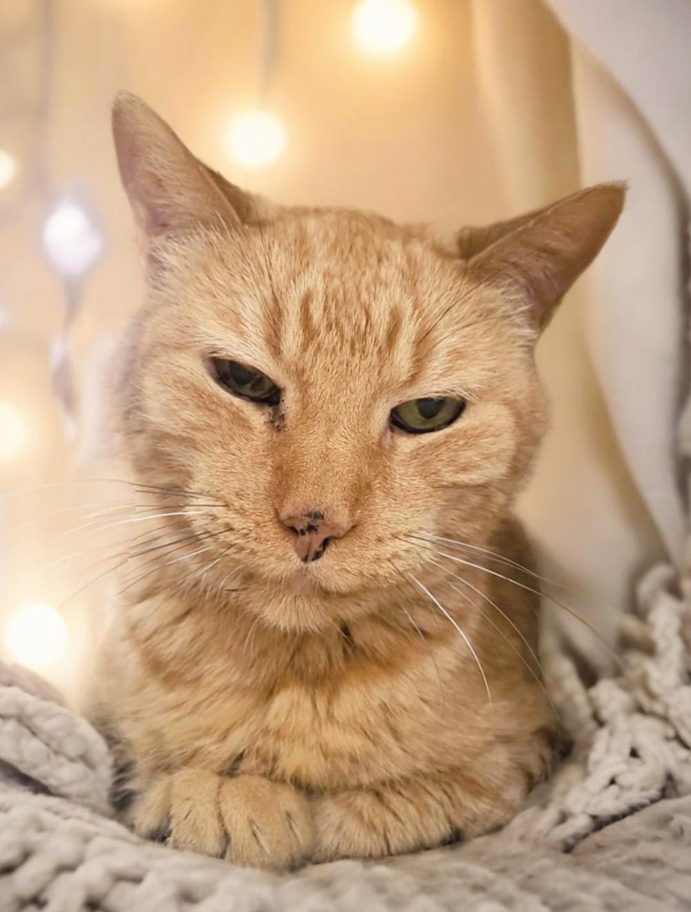 Cat for adoption - Snaggletooth, a Domestic Short Hair in West Palm ...