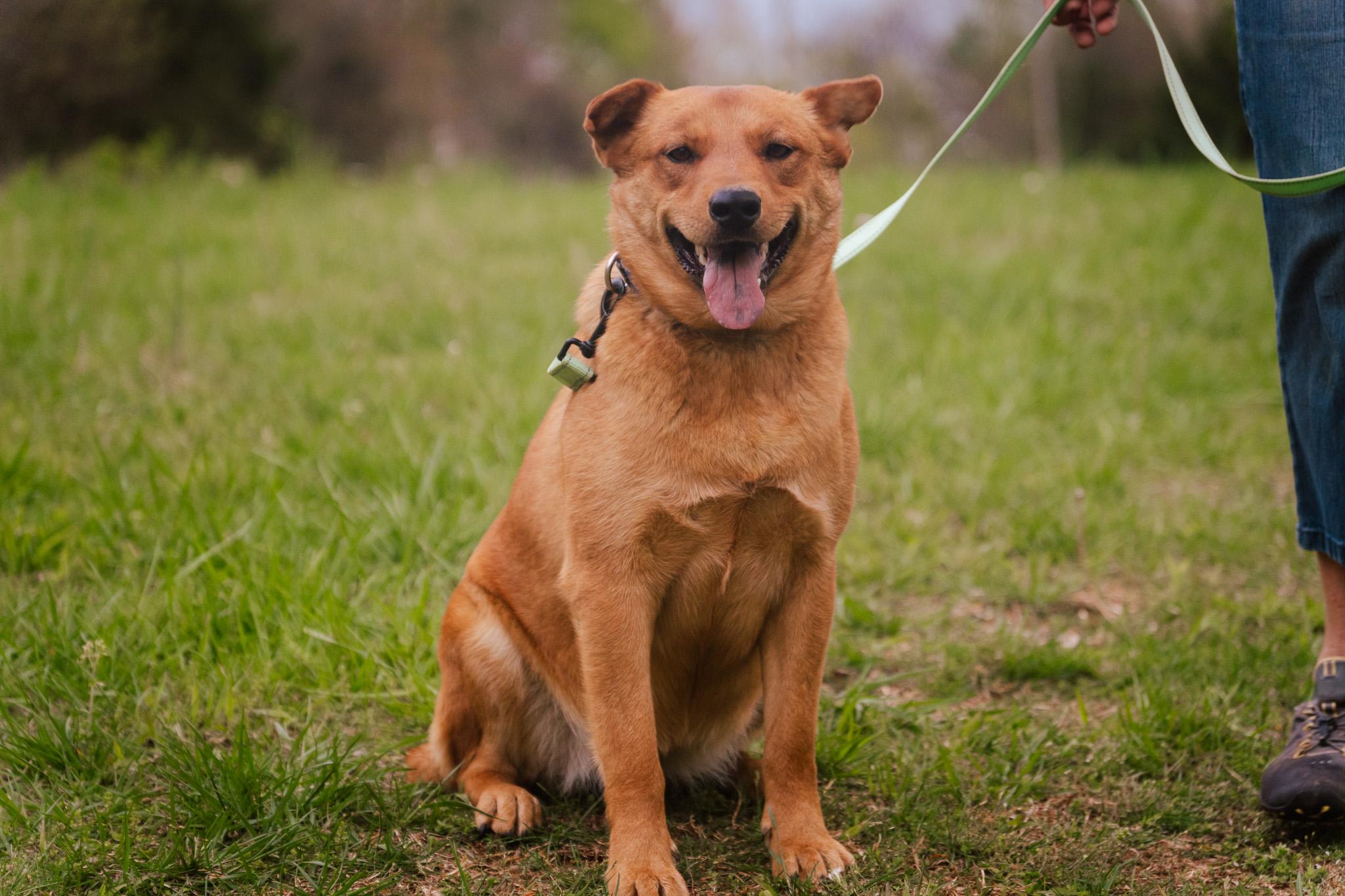 Dog for adoption - Coco - Transport, a Chow Chow Mix in Washington, PA ...
