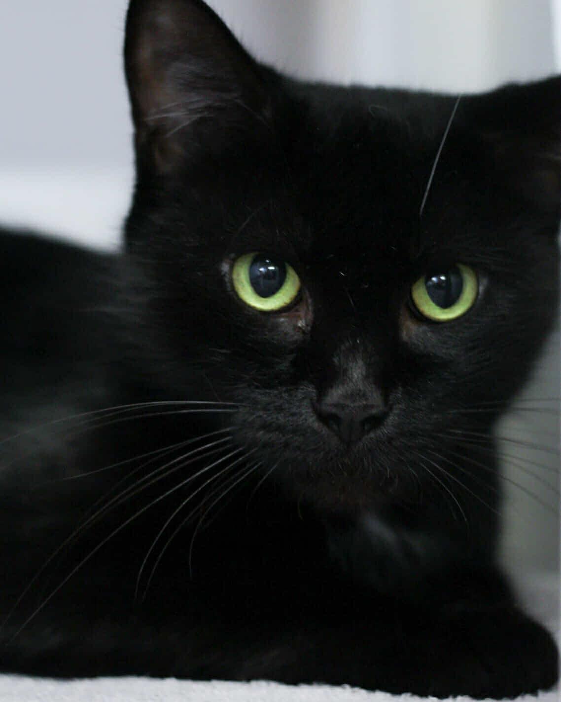 Cat for adoption - Slush, a Domestic Short Hair in Bridgeport, CT ...