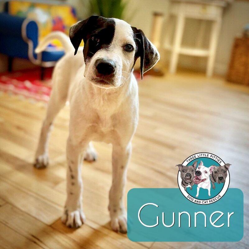 Dog for adoption - Gunner Rich, a Pit Bull Terrier & Labrador Retriever ...
