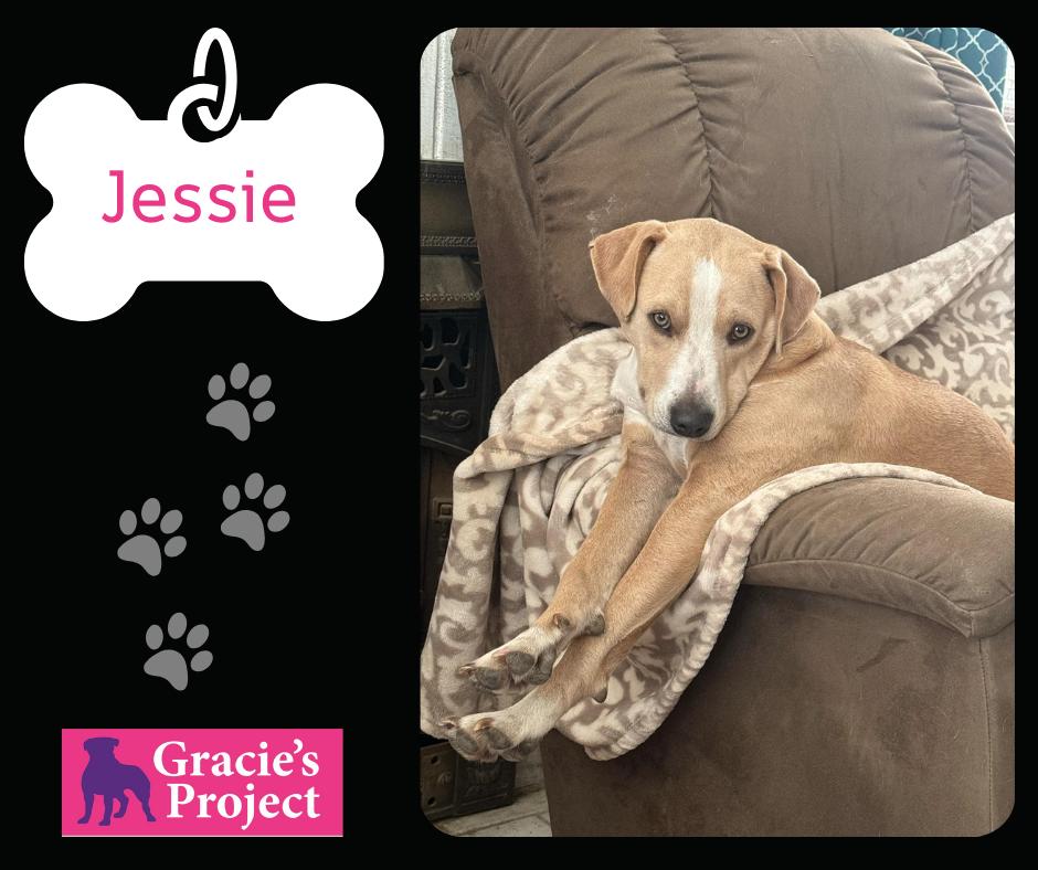 Dog for adoption - Jessie, a Mixed Breed in Seattle , WA | Petfinder