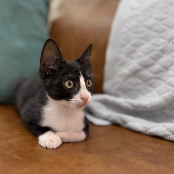 Cat for adoption - Timmy Cannon, a Domestic Short Hair & Tuxedo Mix in ...