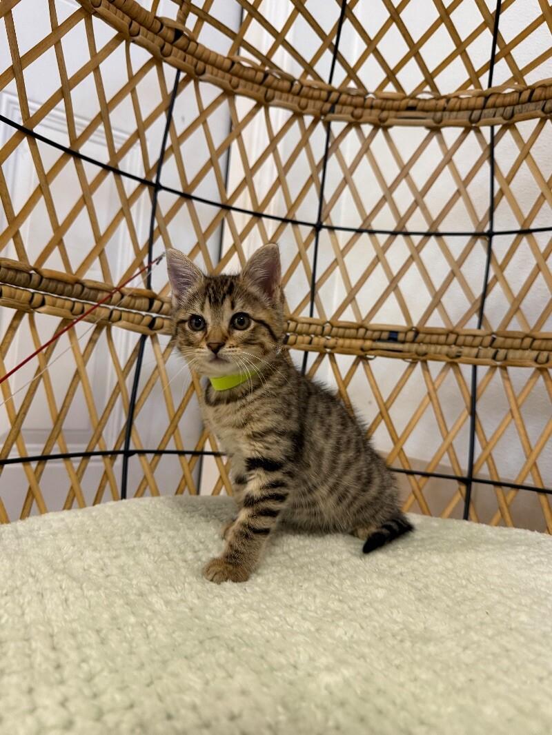 Cat for adoption - Hazel Fluff, a Tabby & Domestic Short Hair Mix in ...