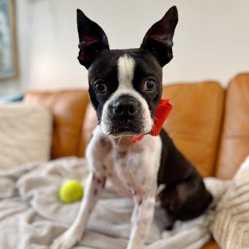 Dog for adoption - Oreo Boston Baby!, a Boston Terrier Mix in Montreal ...