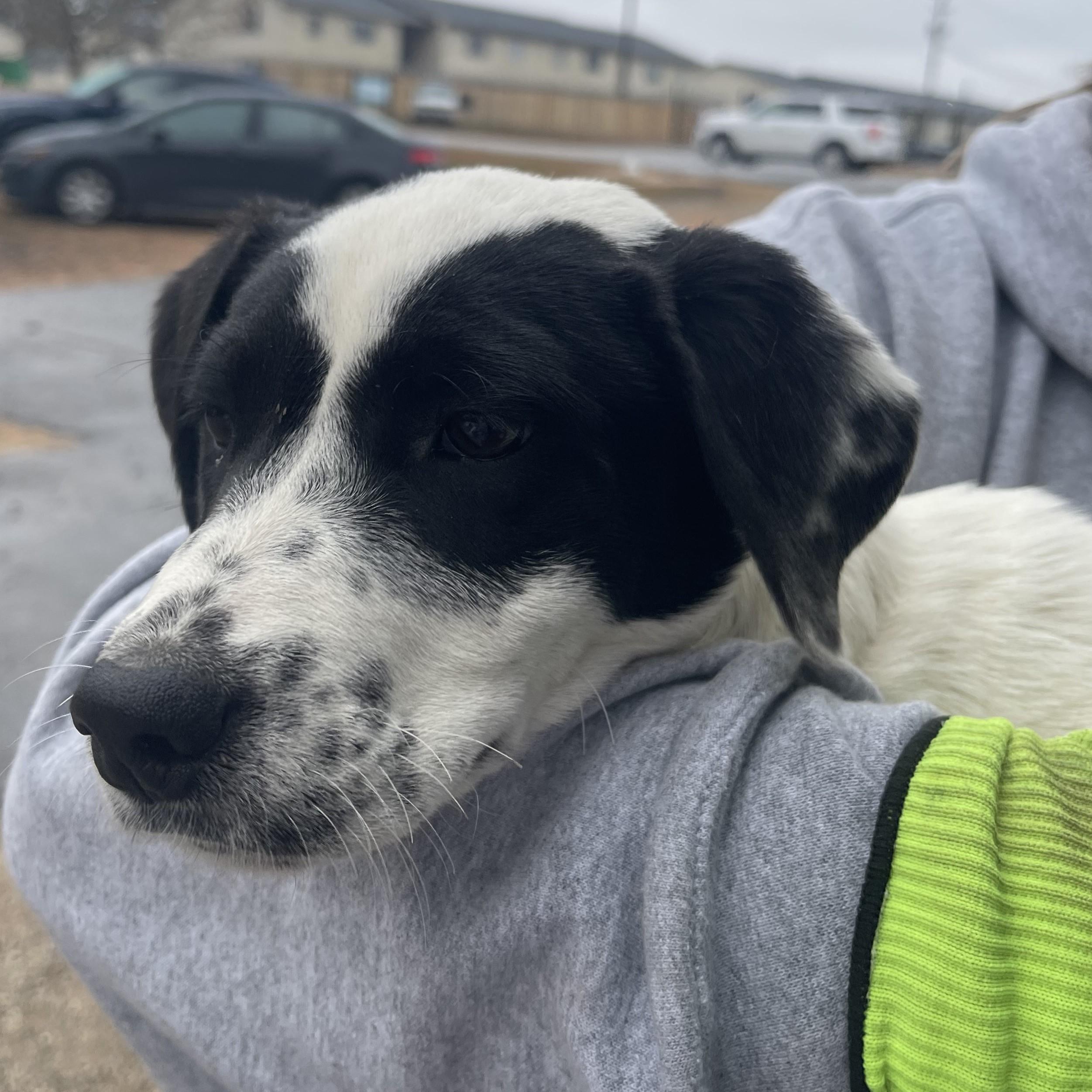 Dog for adoption - Mimosa, a Labrador Retriever & Hound Mix in Buffalo, NY | Petfinder