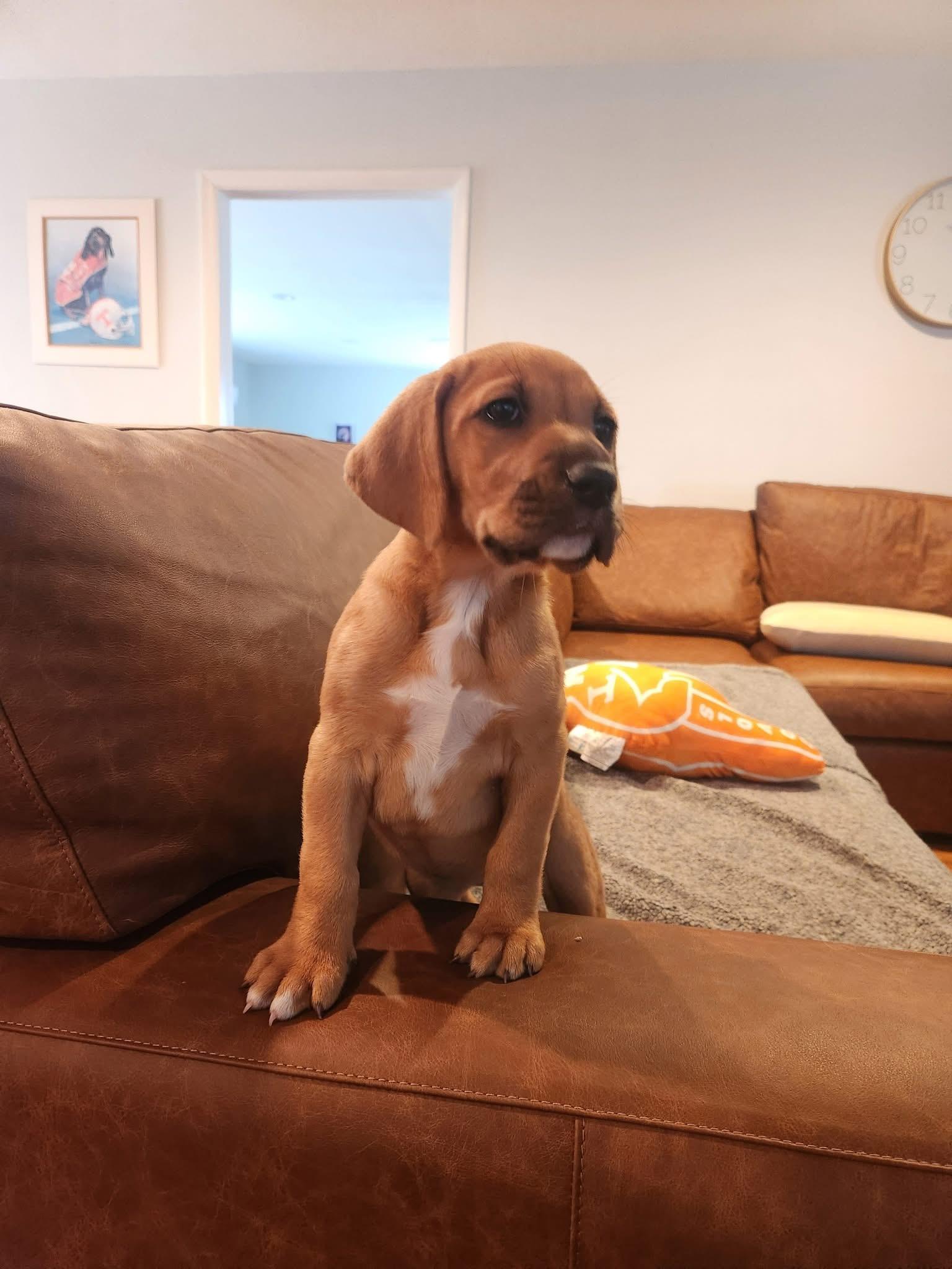 Dog for adoption - Carla, a Labrador Retriever & Hound Mix in ...