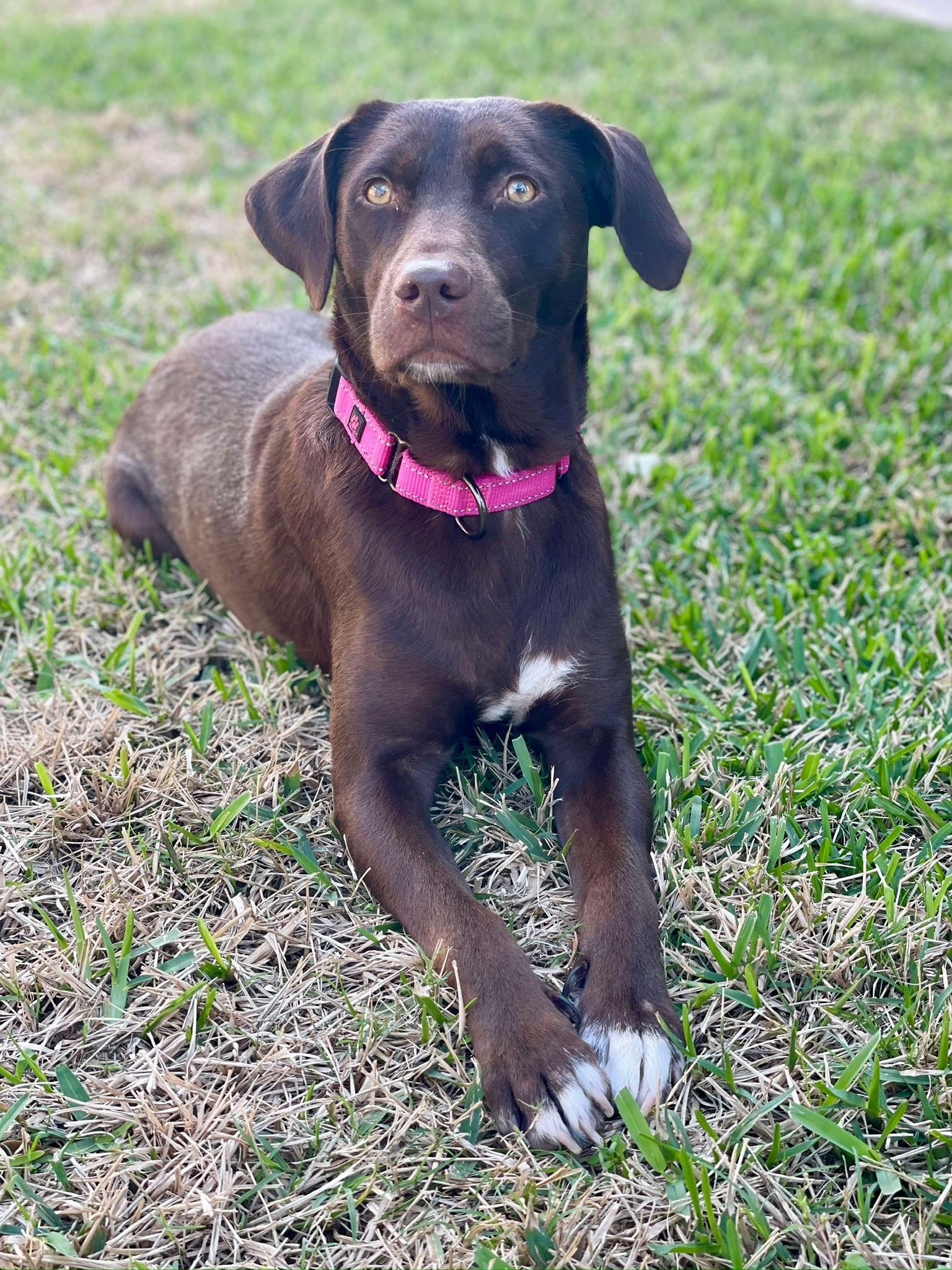 Dog for adoption - Mama Candy, a Labrador Retriever Mix in Brattleboro, VT | Petfinder