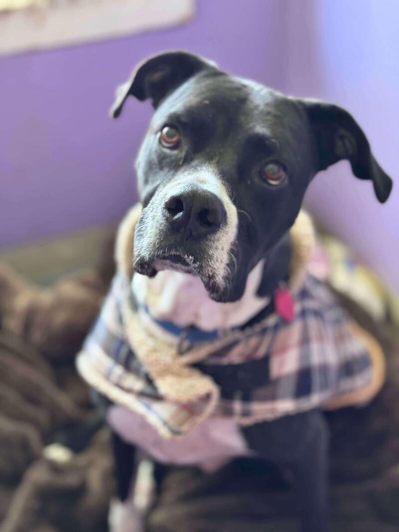 Dog for adoption - Kobi Smith Mr. Loveable, a Black Labrador Retriever ...