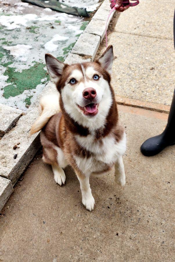 Dog for adoption - Betty, a Siberian Husky in Perth Amboy, NJ | Petfinder