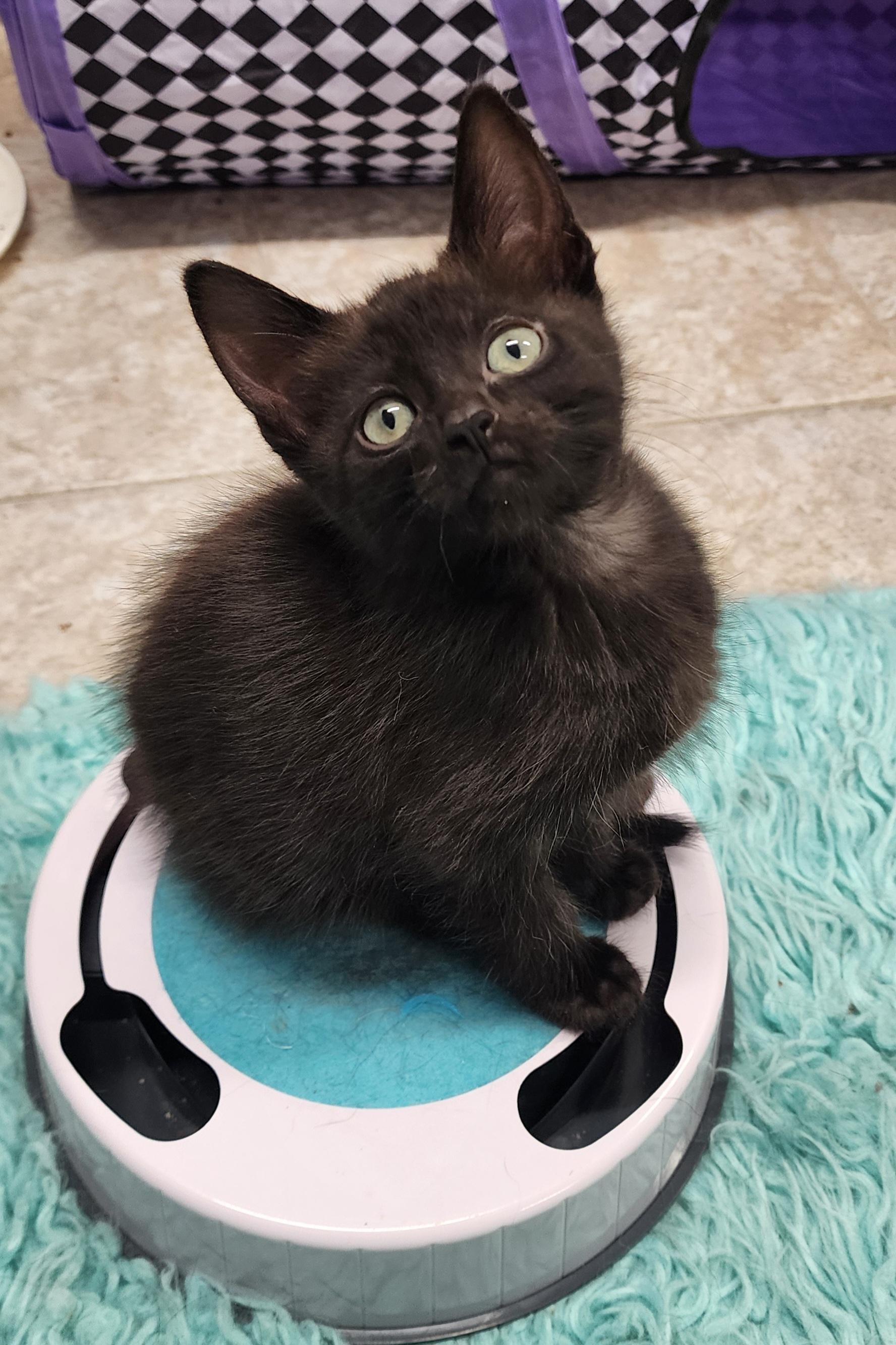 Cat for adoption - Landon, a Domestic Medium Hair in Waterloo, IA ...