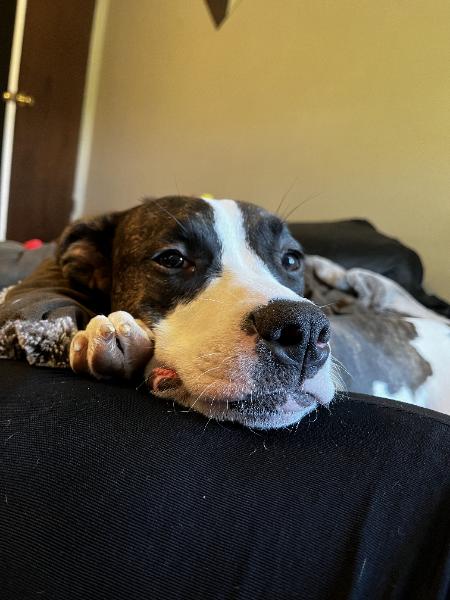 Dog for adoption - Lilo, an American Staffordshire Terrier in Kutztown ...