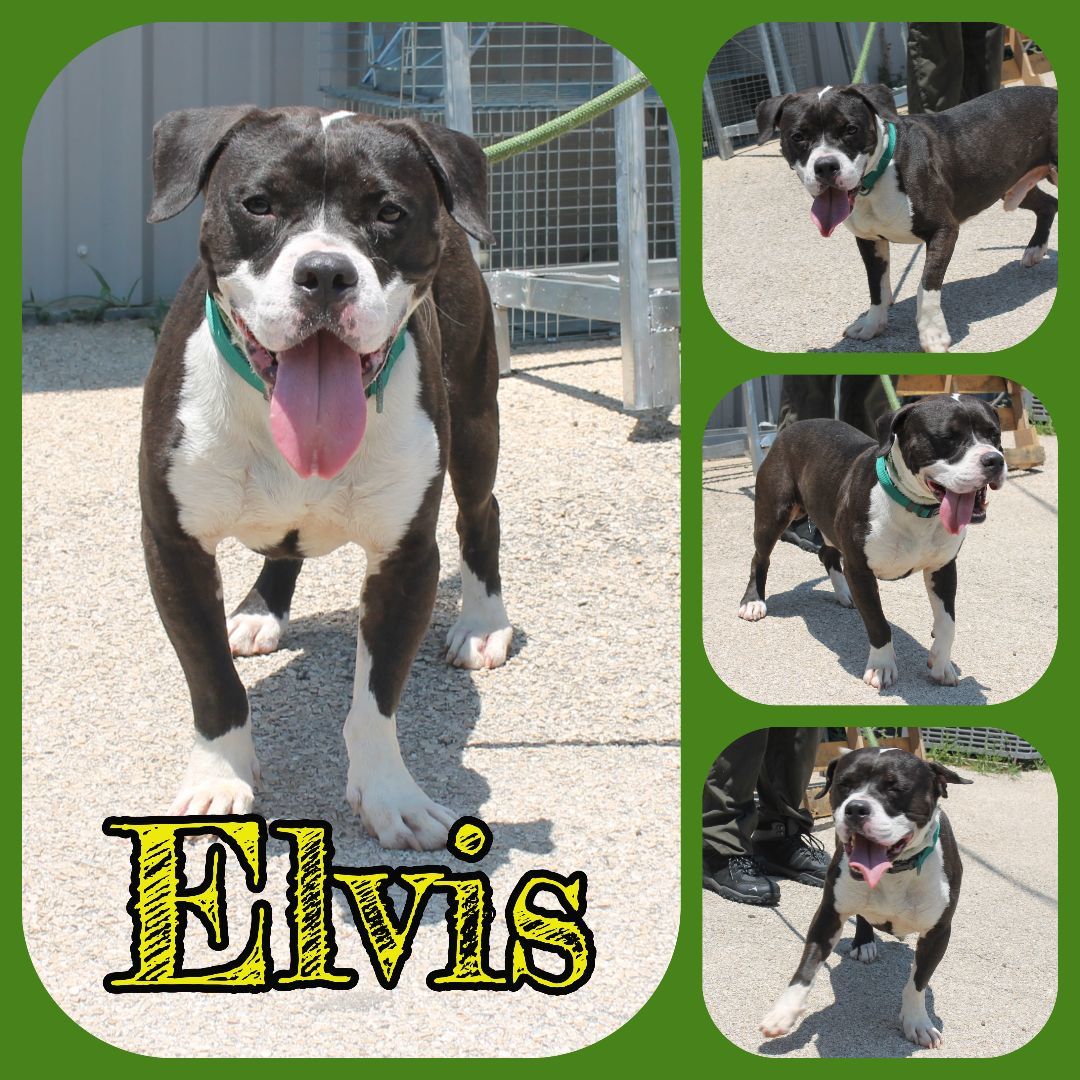 Dog for adoption - Elvis, a Pit Bull Terrier Mix in Everman, TX | Petfinder