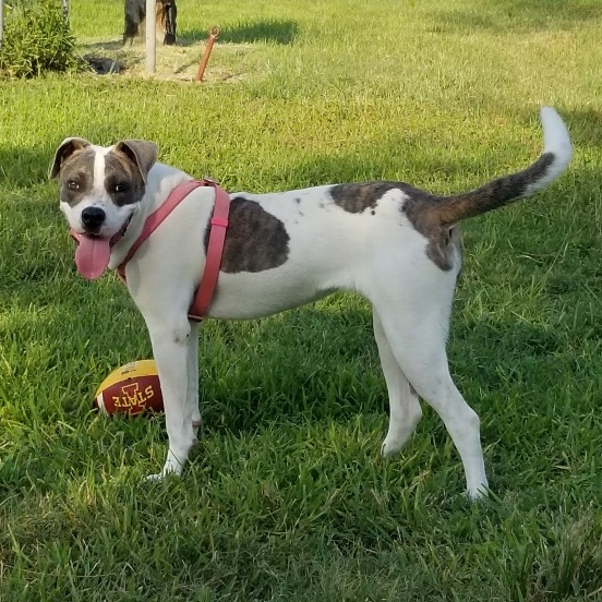 Dog for adoption - KORA, a Mixed Breed in Albany, NY | Petfinder