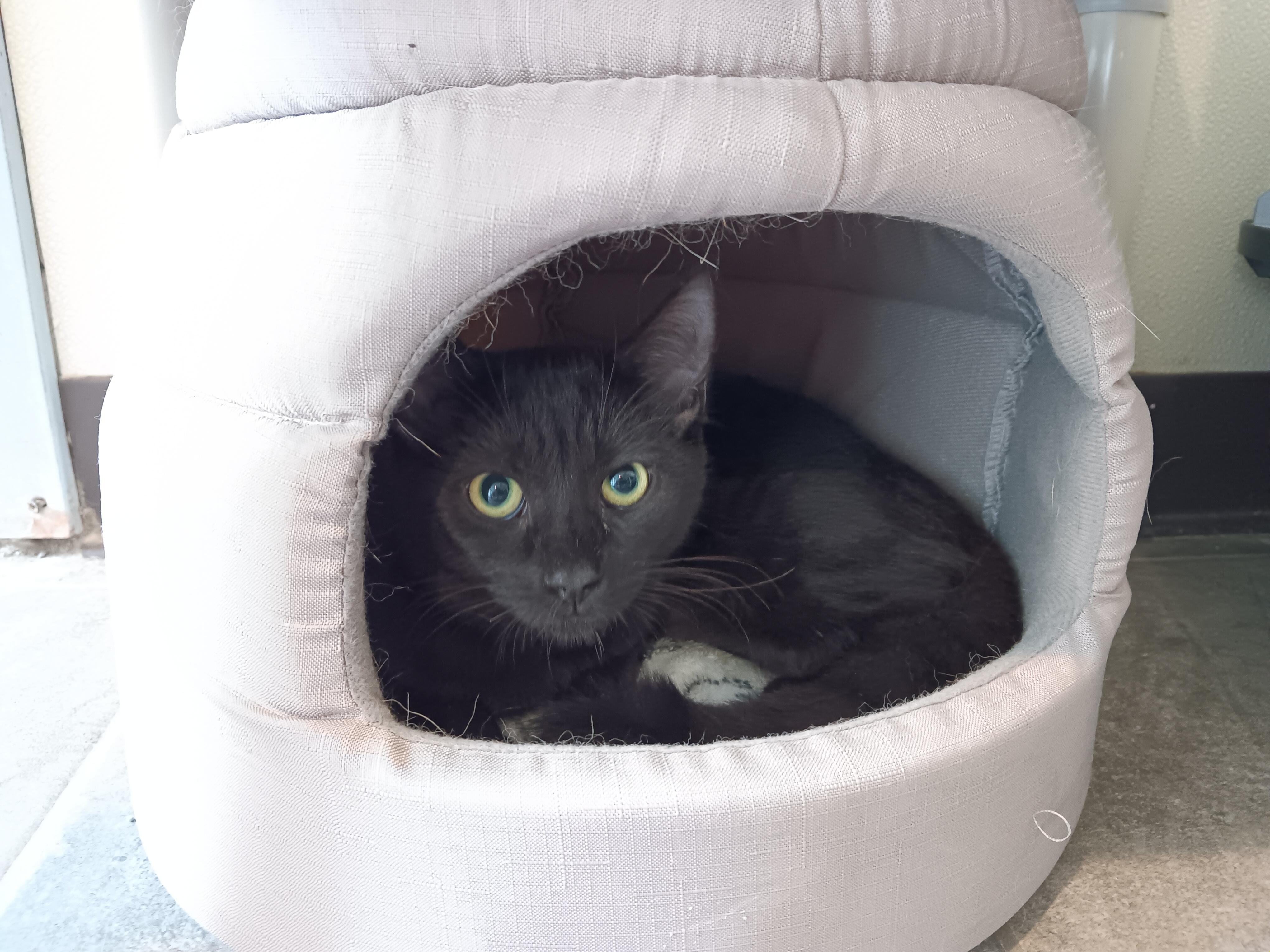 Cat for adoption - Achoo, a Domestic Short Hair in Winthrop, ME | Petfinder