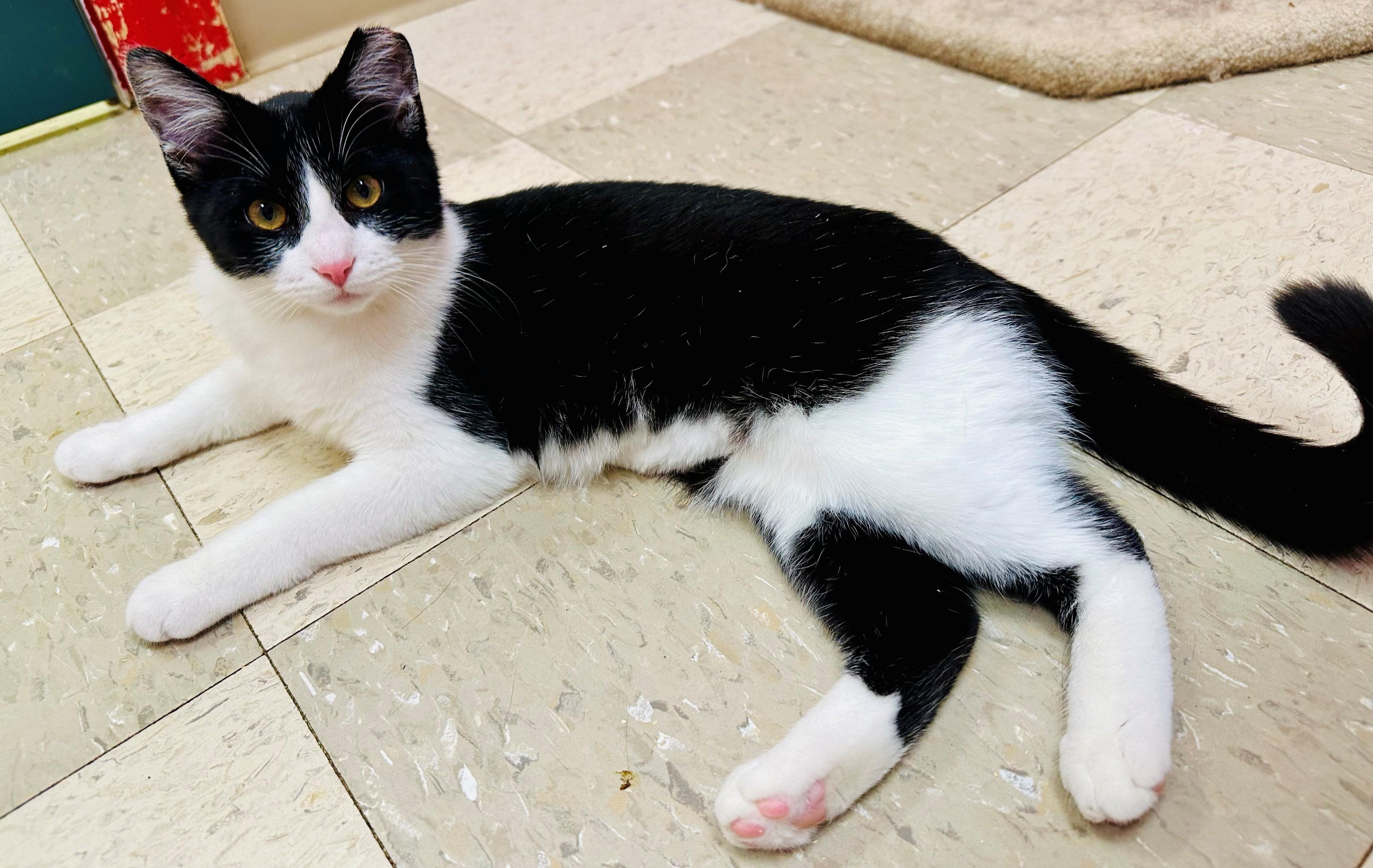 Cat for adoption - Tazi, a Domestic Short Hair in Libby, MT | Petfinder