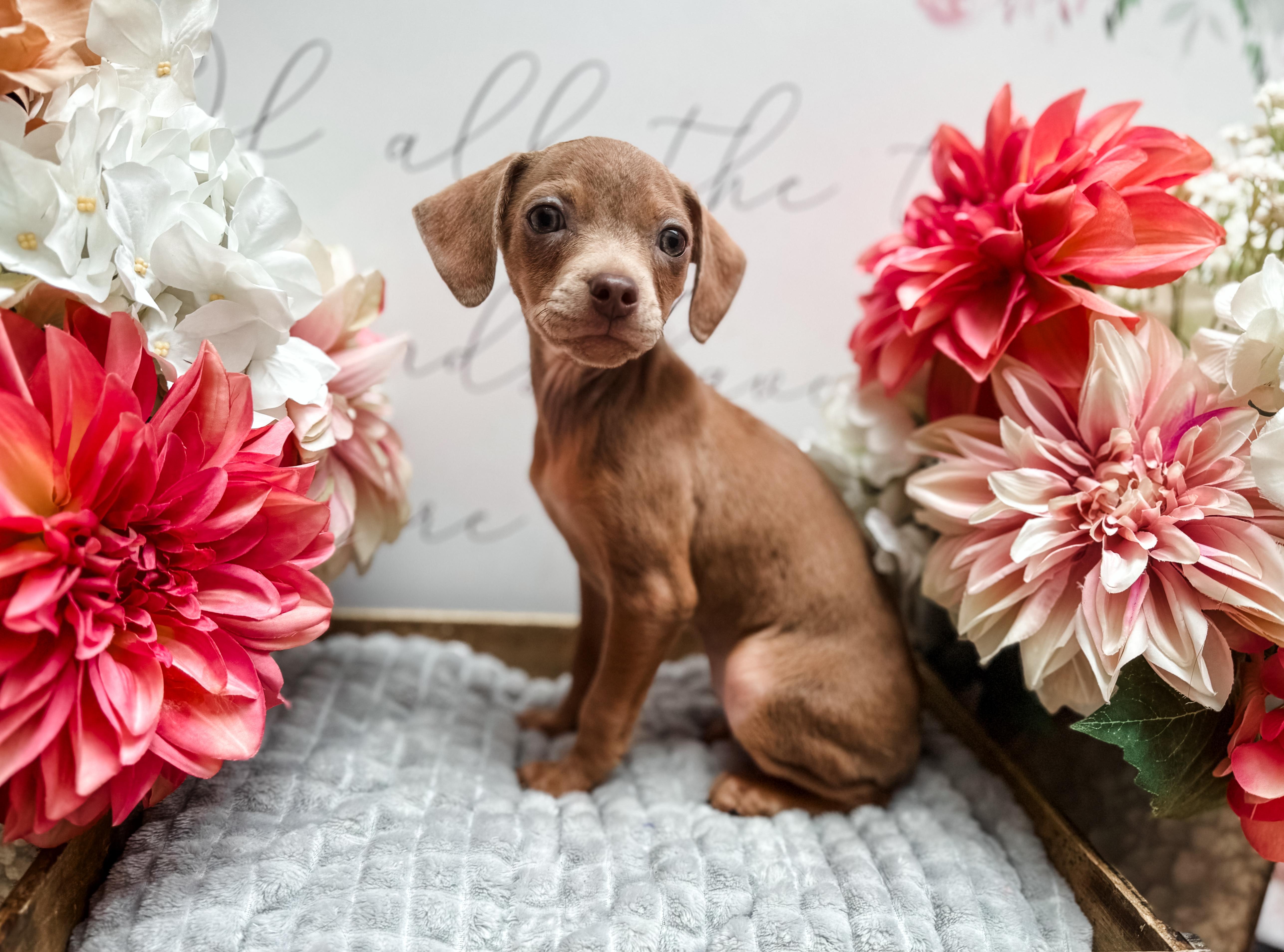 Dog for adoption - Brownie, a Chihuahua & Terrier Mix in Newberg, OR ...