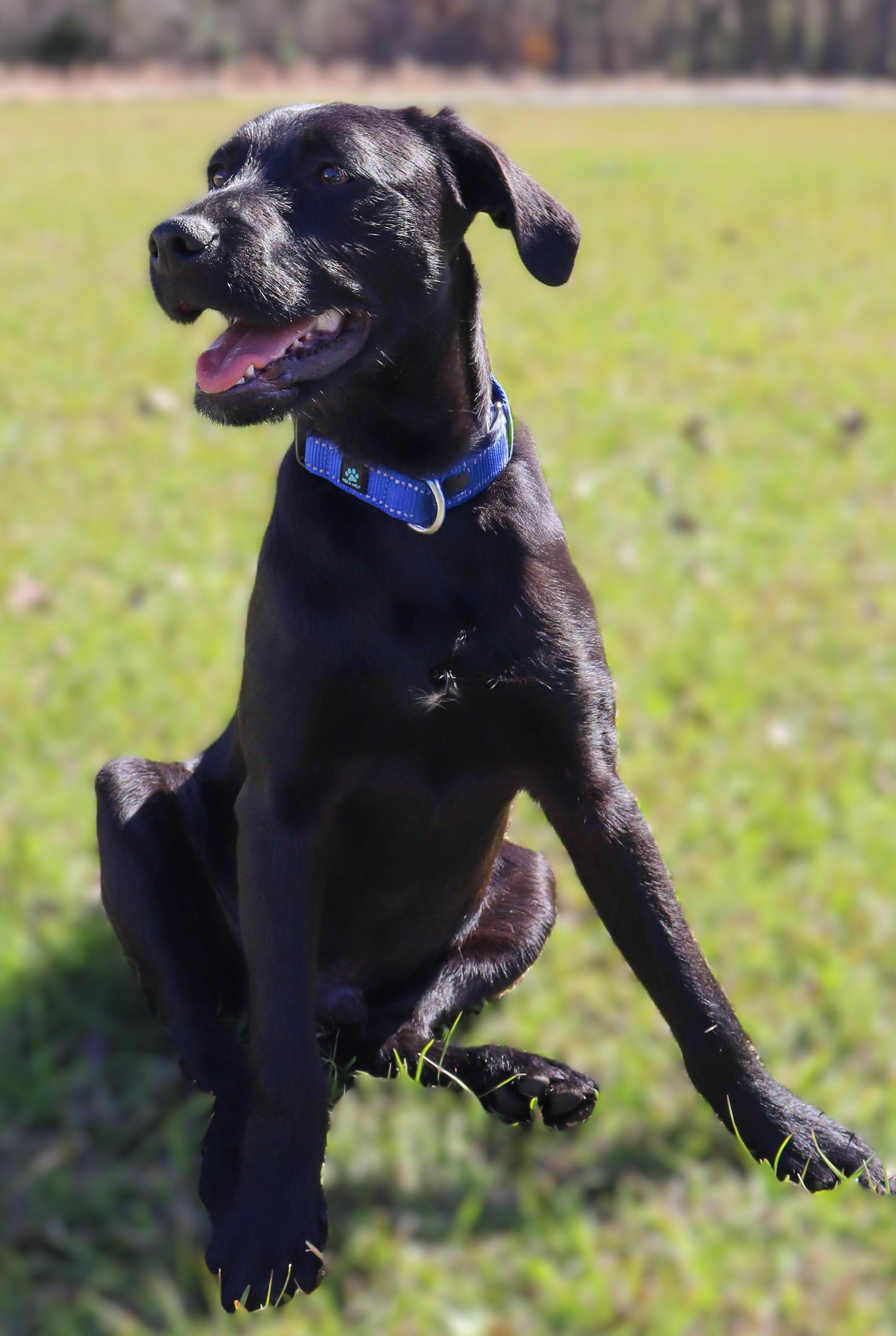 Dog for adoption - Wade, a Labrador Retriever Mix in Southington, CT ...