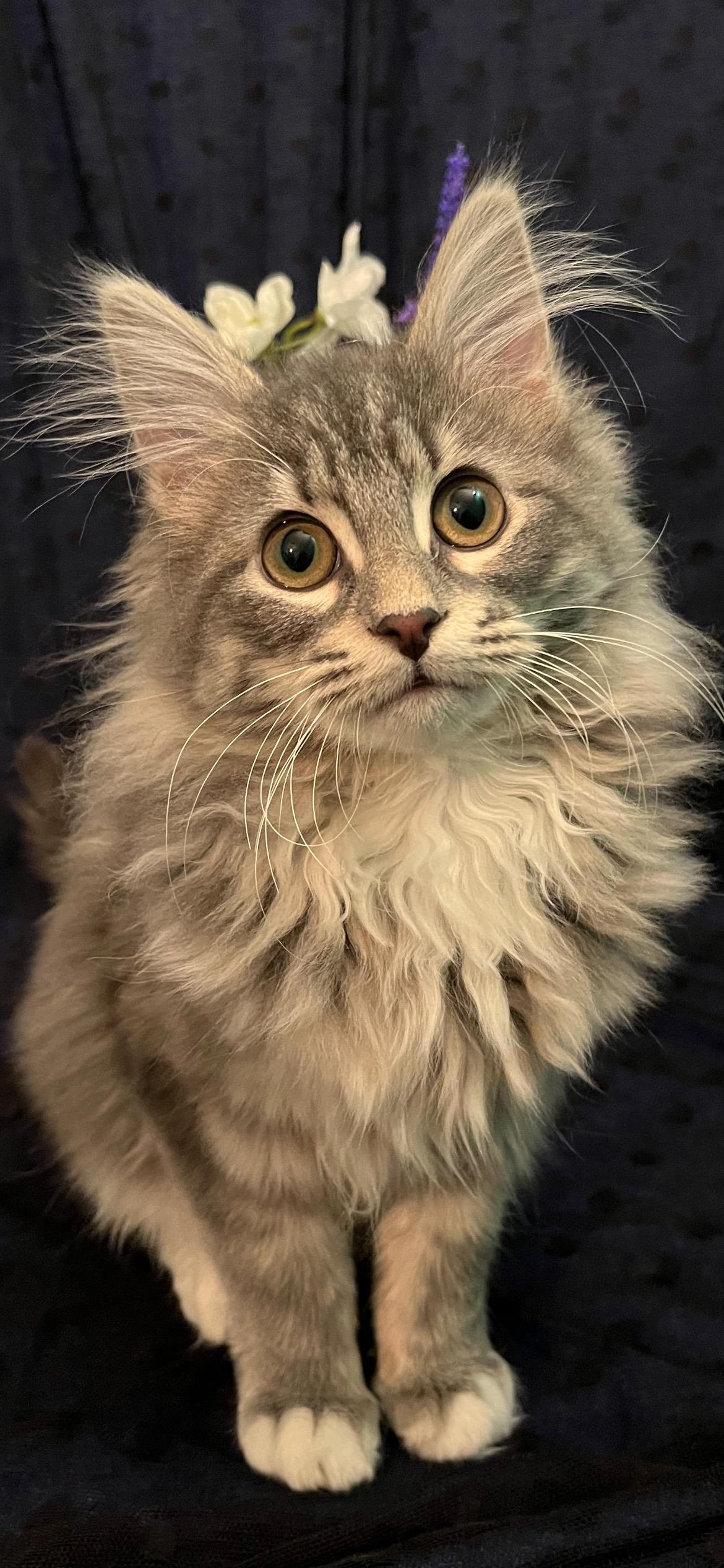 Cat for adoption - Sybil, a Domestic Long Hair in Connelly Springs, NC ...