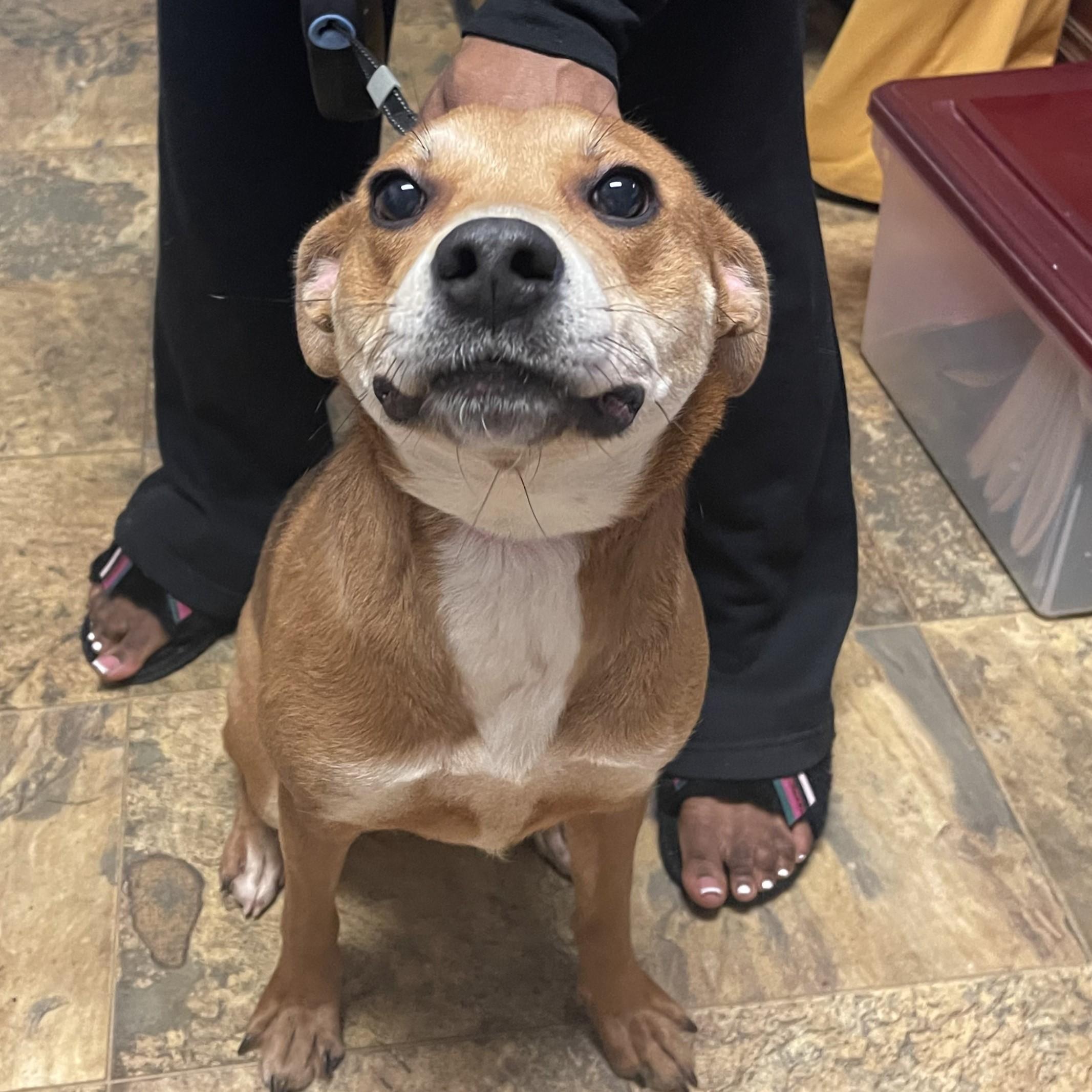 Dog for adoption - Layla, a Mixed Breed in West Chester, PA | Petfinder