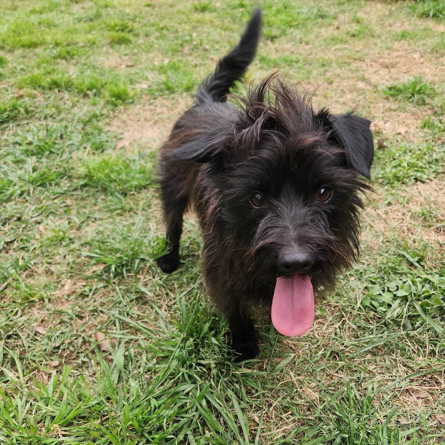 Dog for adoption - Briggs, a Scottish Terrier & Cairn Terrier Mix in ...