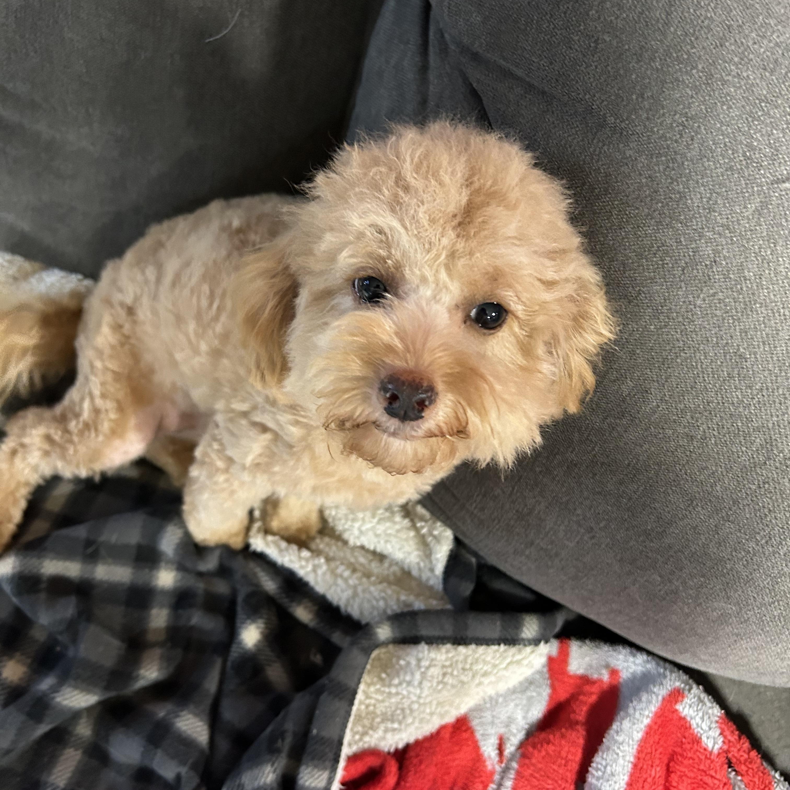 Dog for adoption - Little guy. Calvin., a Cavapoo & Miniature Poodle ...