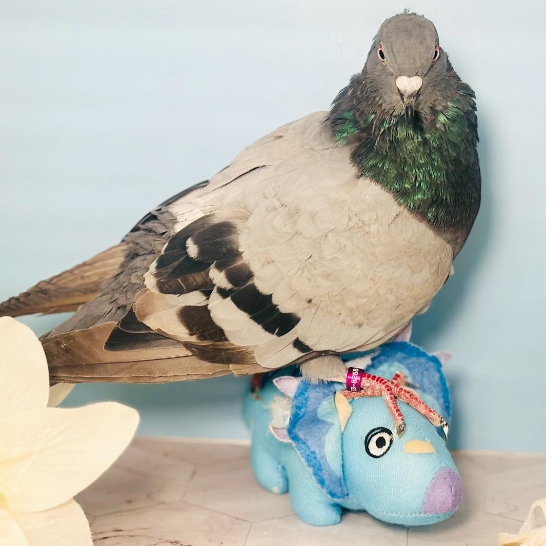 Dove for adoption - Hobbes, a Dove in Chicago, IL | Petfinder