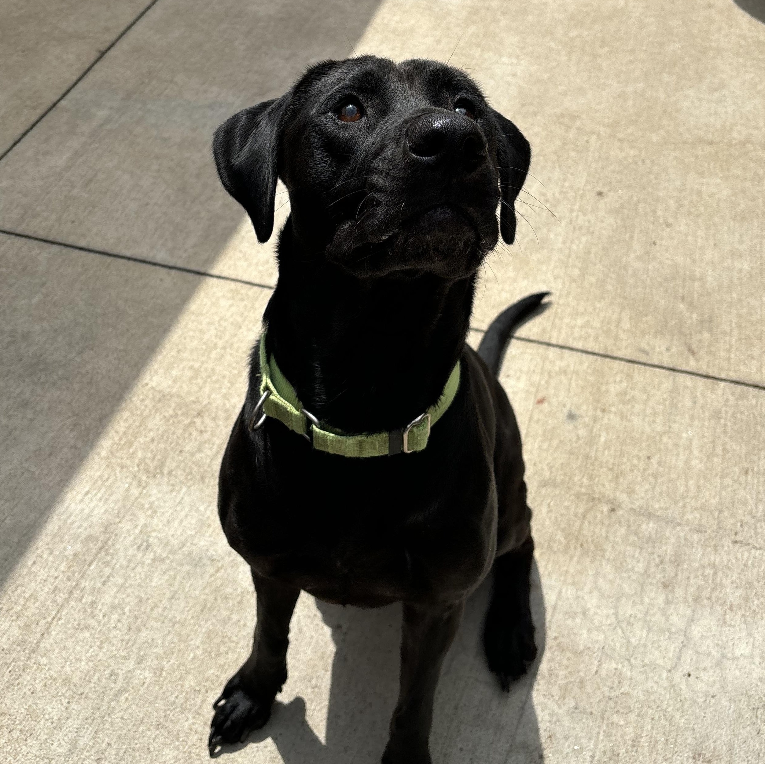 Dog for adoption - Darwin, a Black Labrador Retriever Mix in Franklin, NC | Petfinder