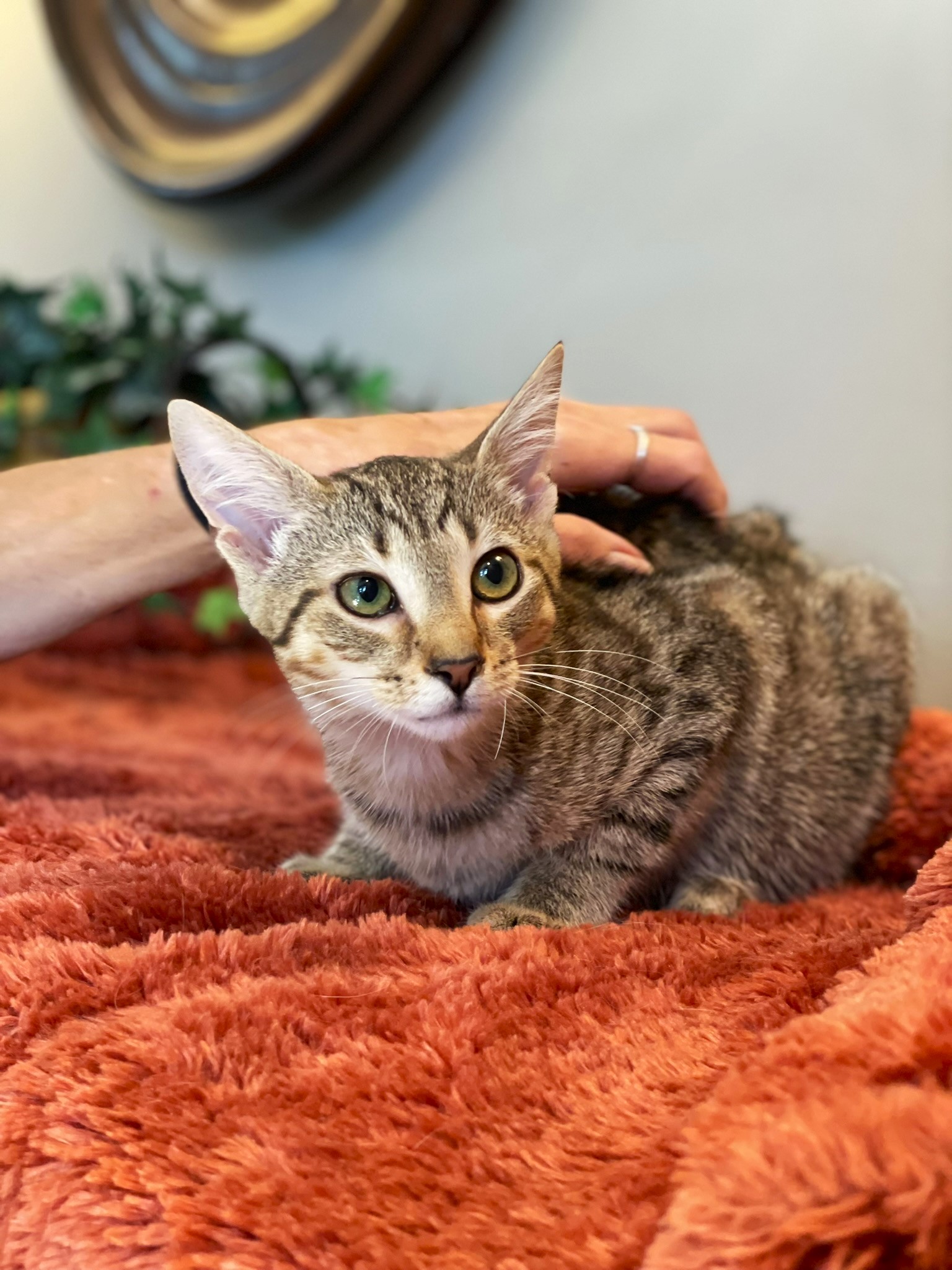 Cat for adoption - Allie, a Tabby in Taylor, MI | Petfinder