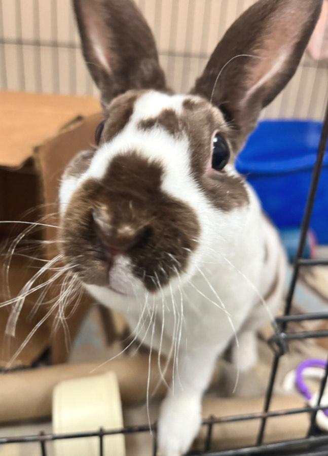 Rabbit for adoption - Riley, a Mini Rex in Oshkosh, WI | Petfinder