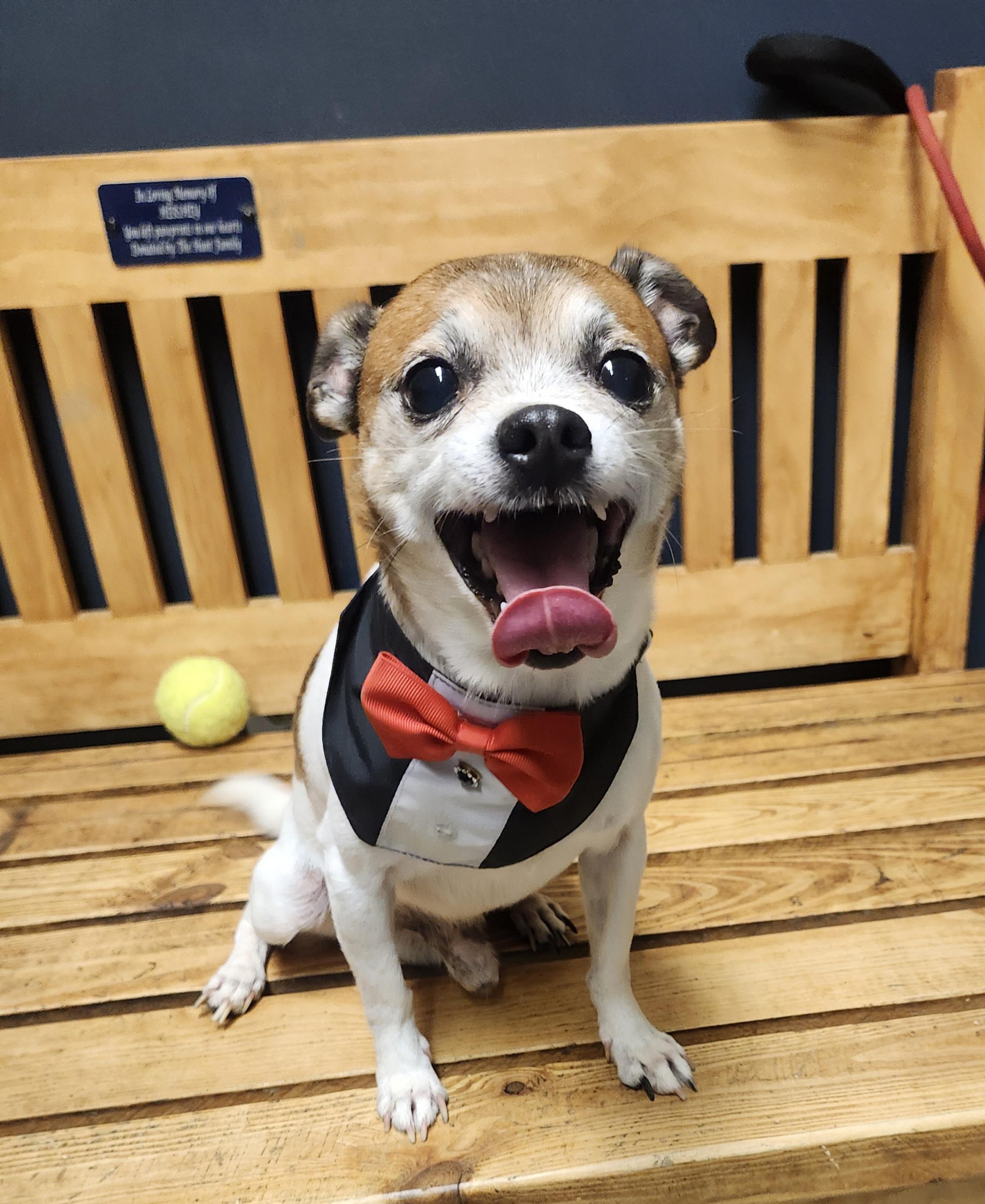 Gherkin - Adoptable Pet | Petfinder | Petfinder