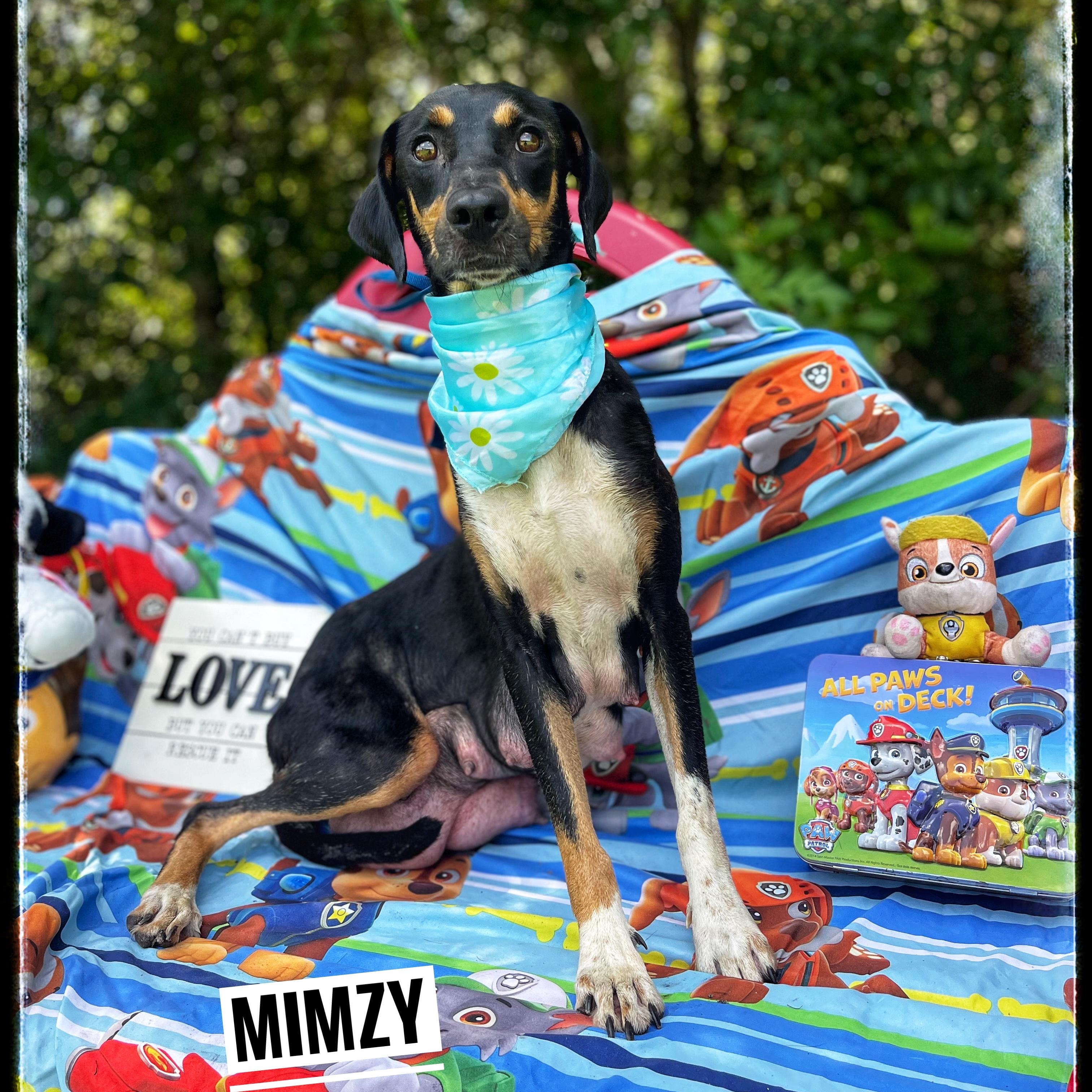Dog for adoption - Mimzy, a Catahoula Leopard Dog & Bluetick Coonhound ...