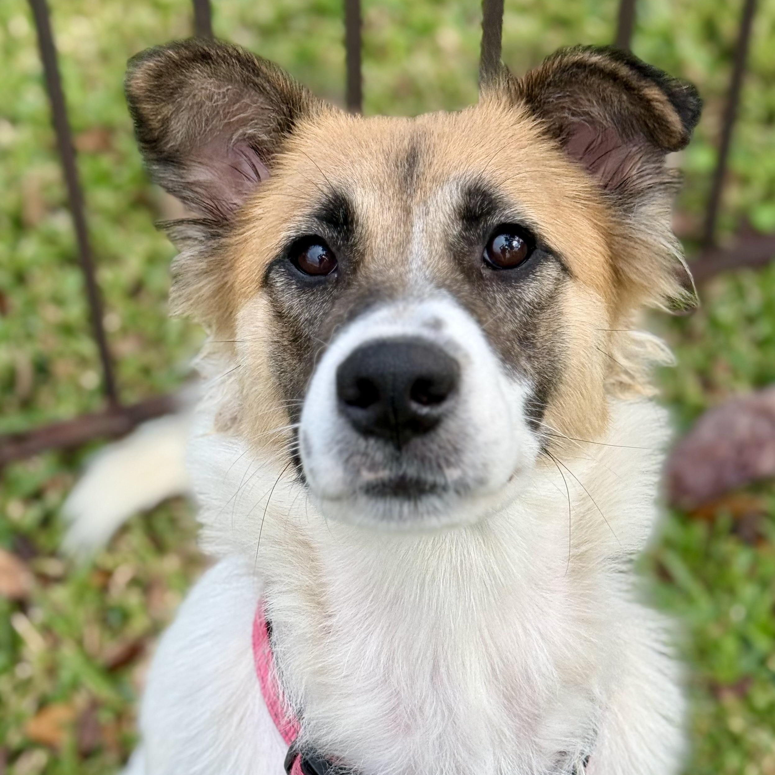 Dog for adoption - Lassie, a Collie & Border Collie Mix in Enola, PA ...