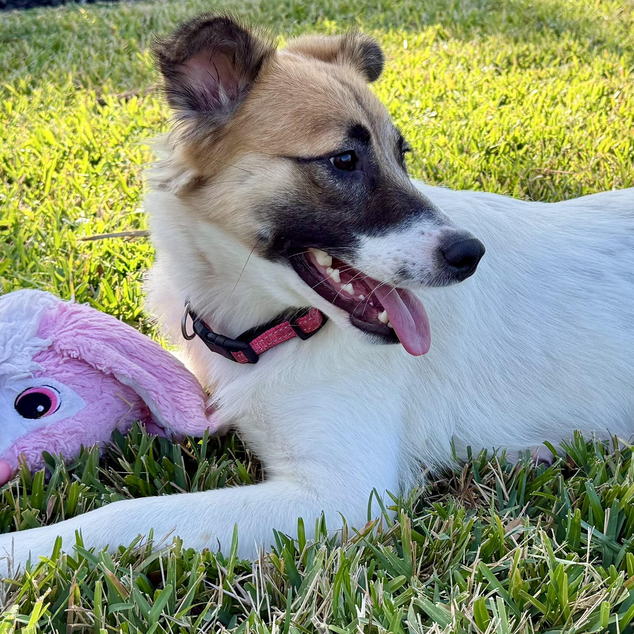 Dog for adoption - Lassie, a Collie & Border Collie Mix in Enola, PA ...