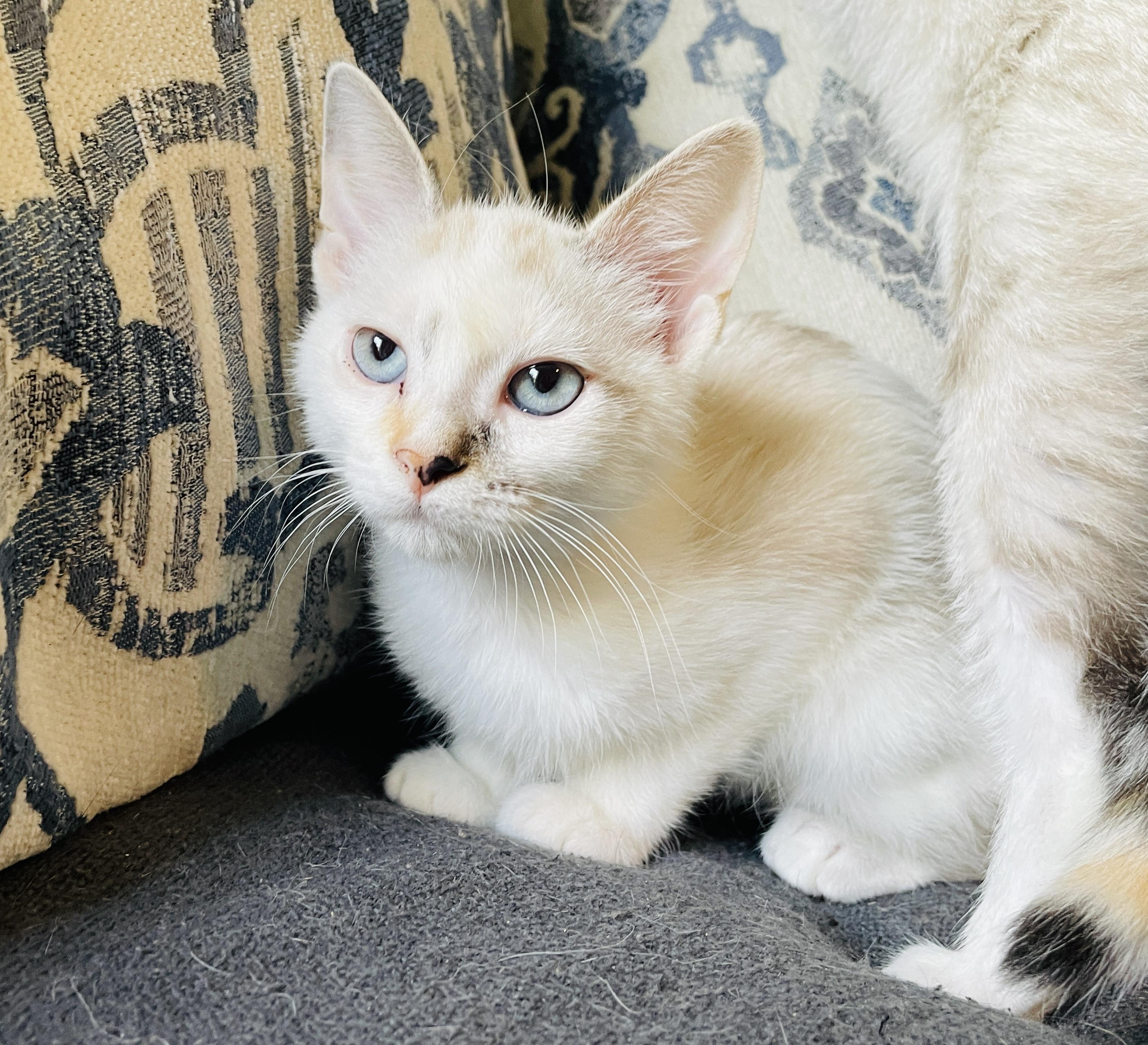 Cat for adoption - Katara & Toph, a Siamese & Calico Mix in Newtown, CT ...