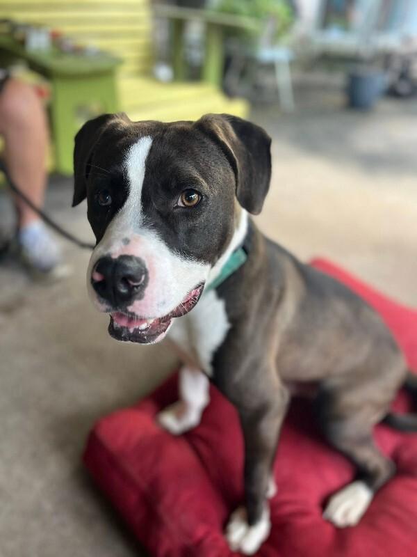 Dog for adoption - Bowie Blu the Beach Babe Heartthrob, an American ...