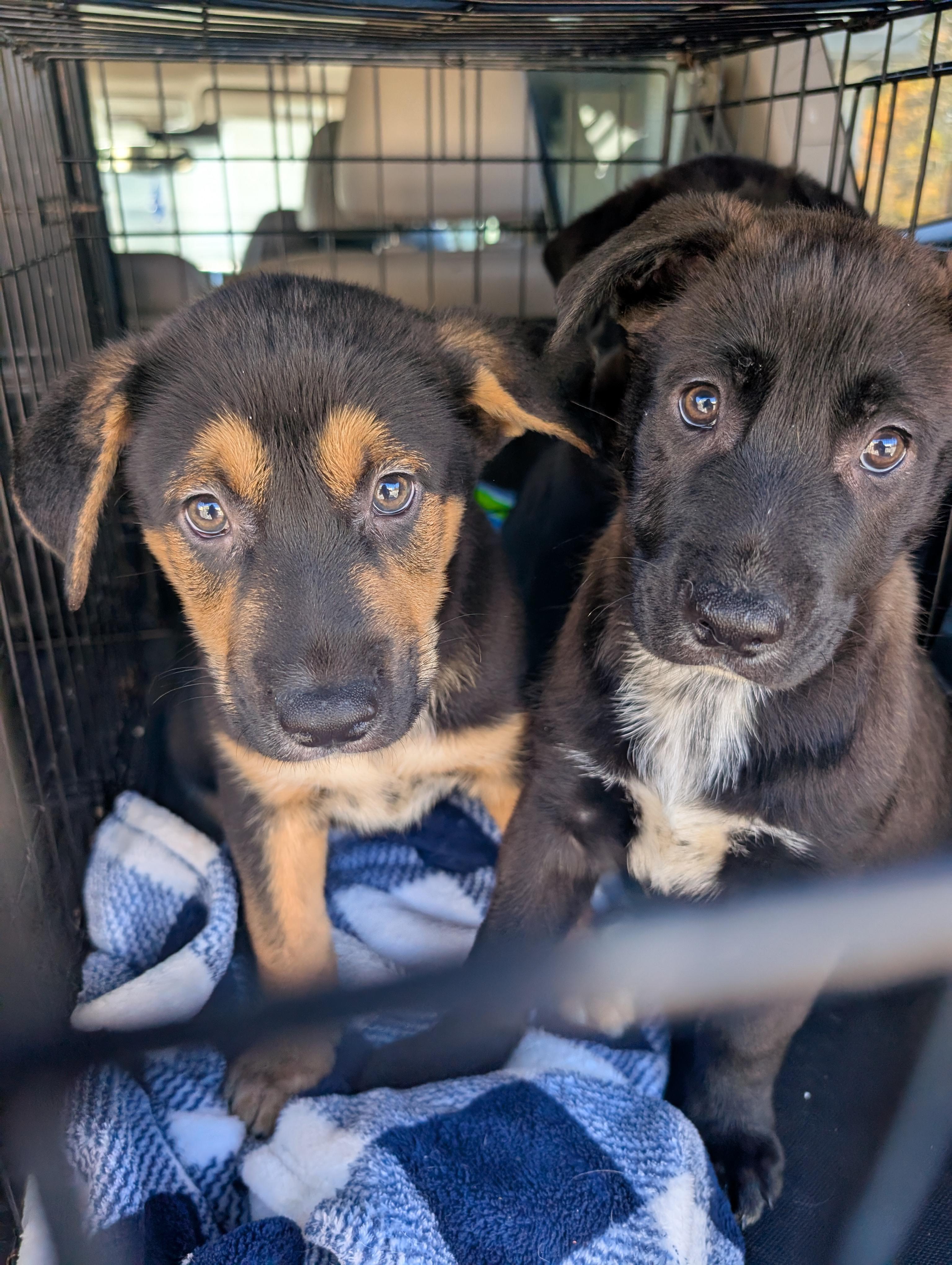 Dog for adoption - Major Melon, a German Shepherd Dog & Labrador ...