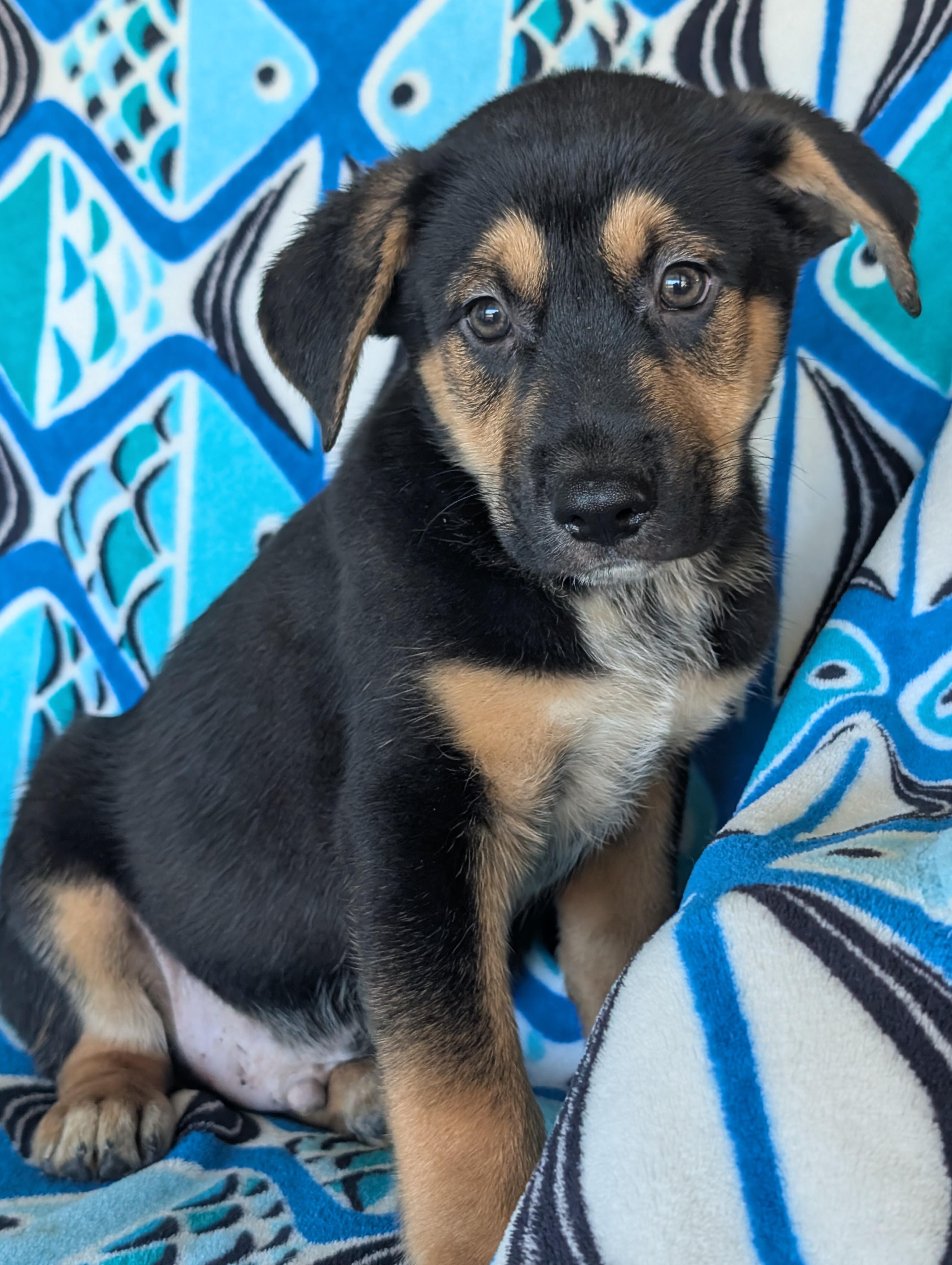 Dog for adoption - Major Melon, a German Shepherd Dog & Labrador ...