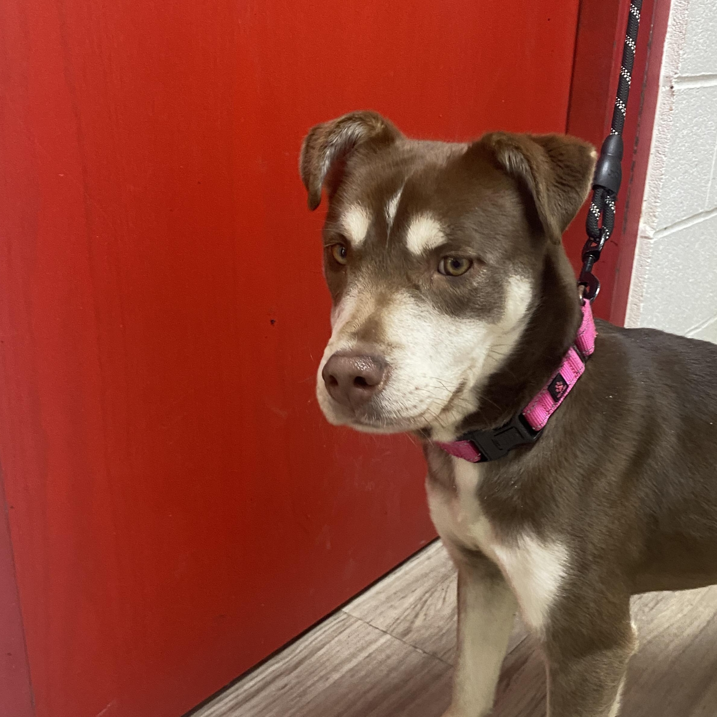Zimara - Adoptable Pet | Petfinder | Petfinder
