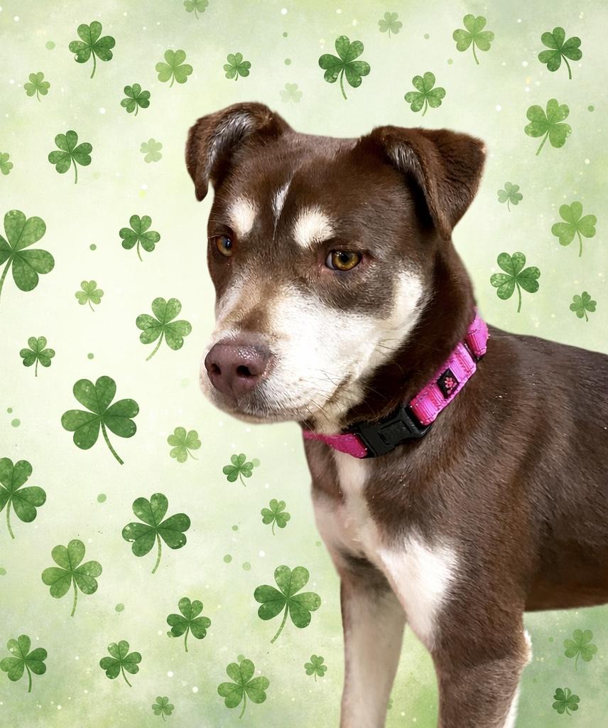 Zimara - Adoptable Pet | Petfinder | Petfinder