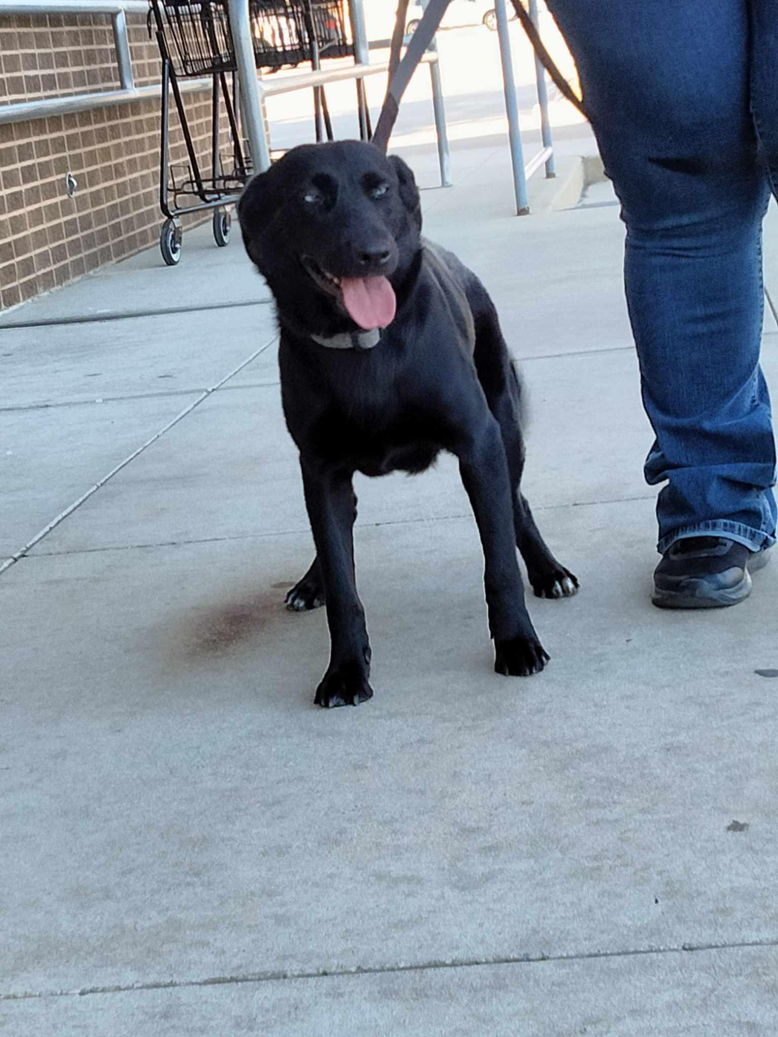 Dog for adoption - Saida, a Labrador Retriever & Husky Mix in ...