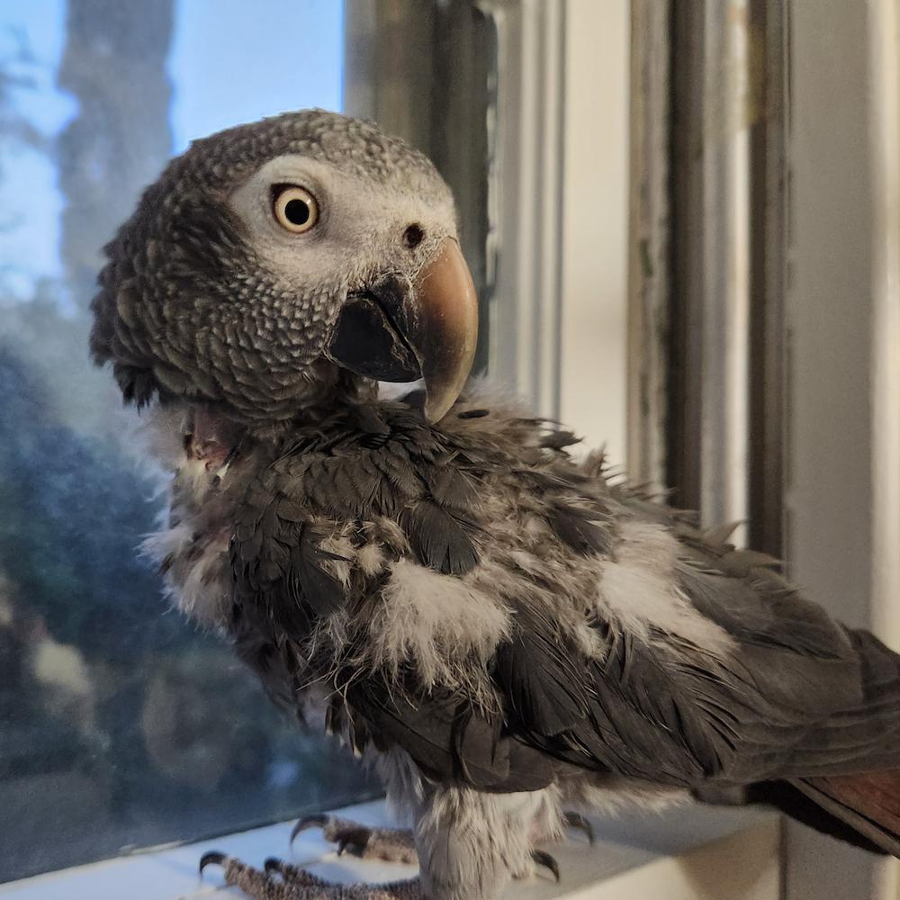 Parrot for adoption - Joie (and AG), an African Grey in Richmond, VA ...