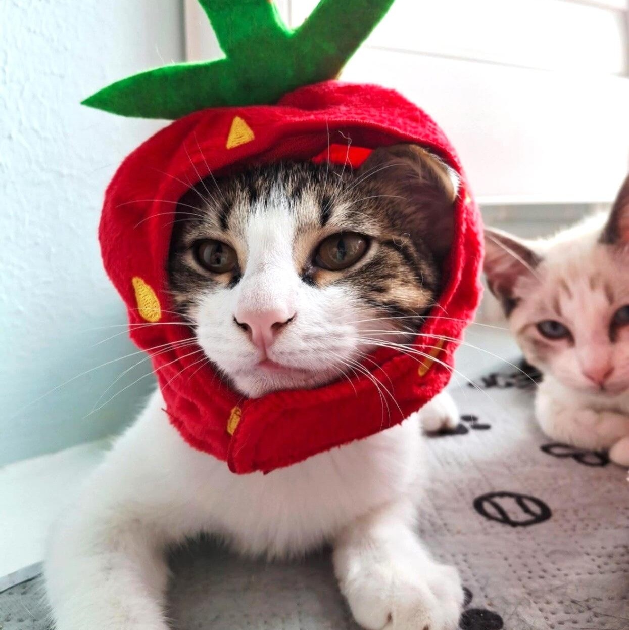 Cat for adoption - Beijing, a Domestic Short Hair Mix in Cincinnati, OH ...