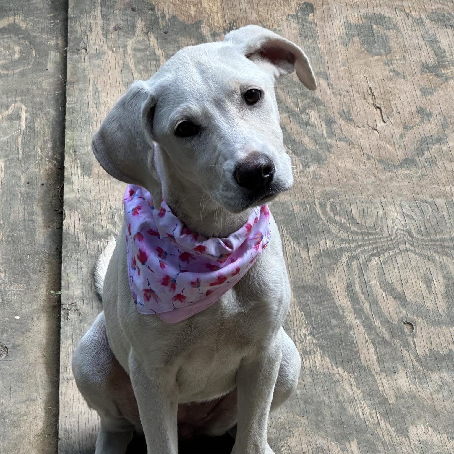 Dog for adoption - PRINCESS JEAN, a Labrador Retriever in New York, NY ...