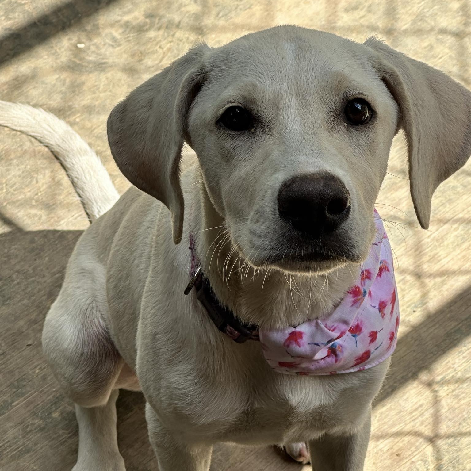 Dog for adoption - PRINCESS JEAN, a Labrador Retriever in New York, NY ...